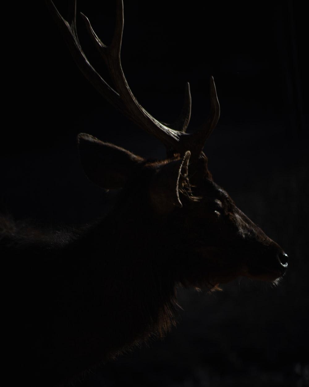Dark Deer Wallpapers - Top Free Dark Deer Backgrounds - WallpaperAccess
