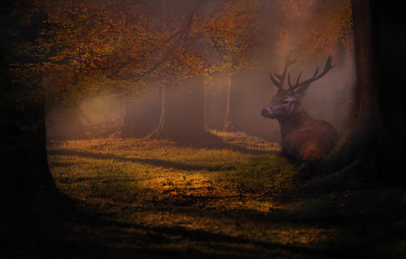 Dark Deer Wallpapers - Top Free Dark Deer Backgrounds - WallpaperAccess