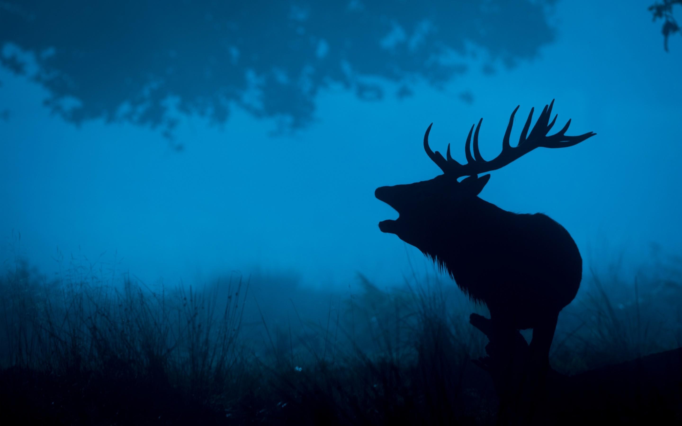 Dark Deer Wallpapers - Top Free Dark Deer Backgrounds - WallpaperAccess