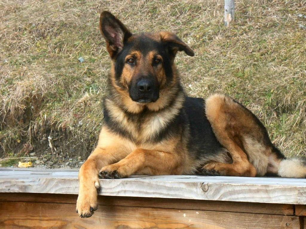 Dog iPad Wallpapers - Top Free Dog iPad Backgrounds - WallpaperAccess