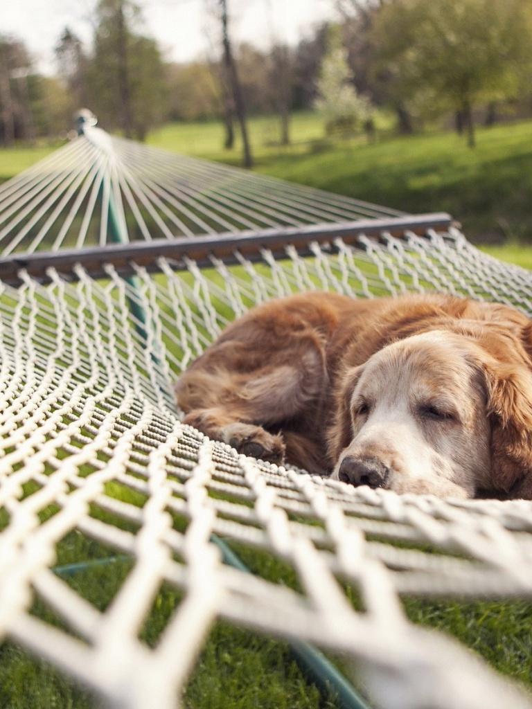 Dog iPad Wallpapers - Top Free Dog iPad Backgrounds - WallpaperAccess