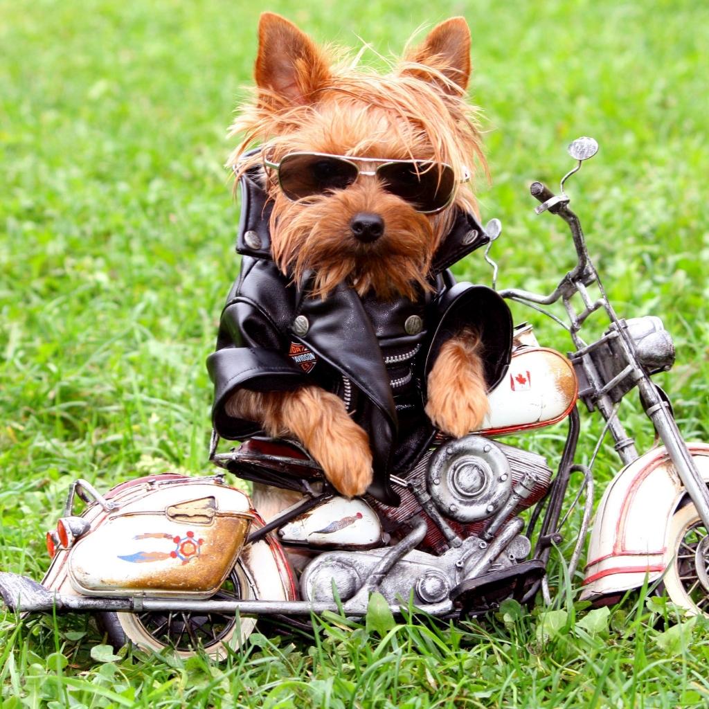 Dog iPad Wallpapers - Top Free Dog iPad Backgrounds - WallpaperAccess