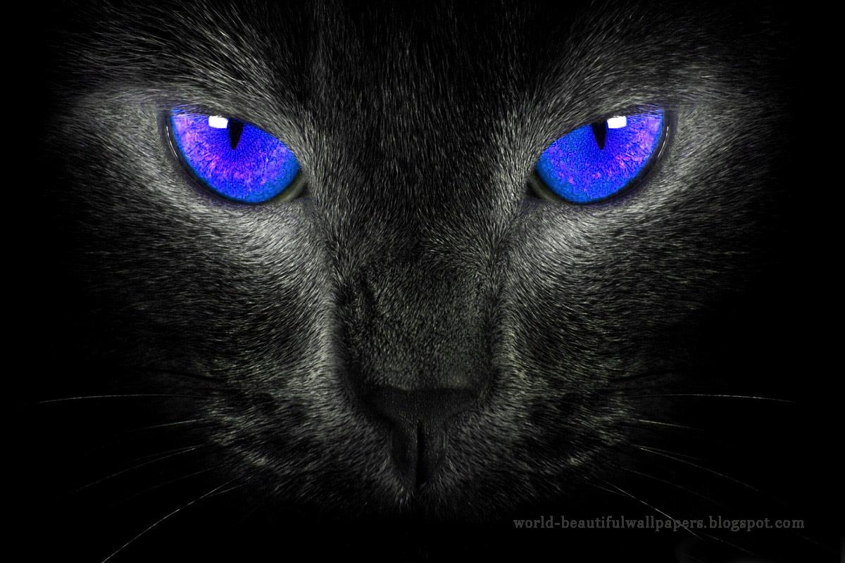 Beautiful Dark Cat Wallpapers - Top Free Beautiful Dark Cat Backgrounds ...