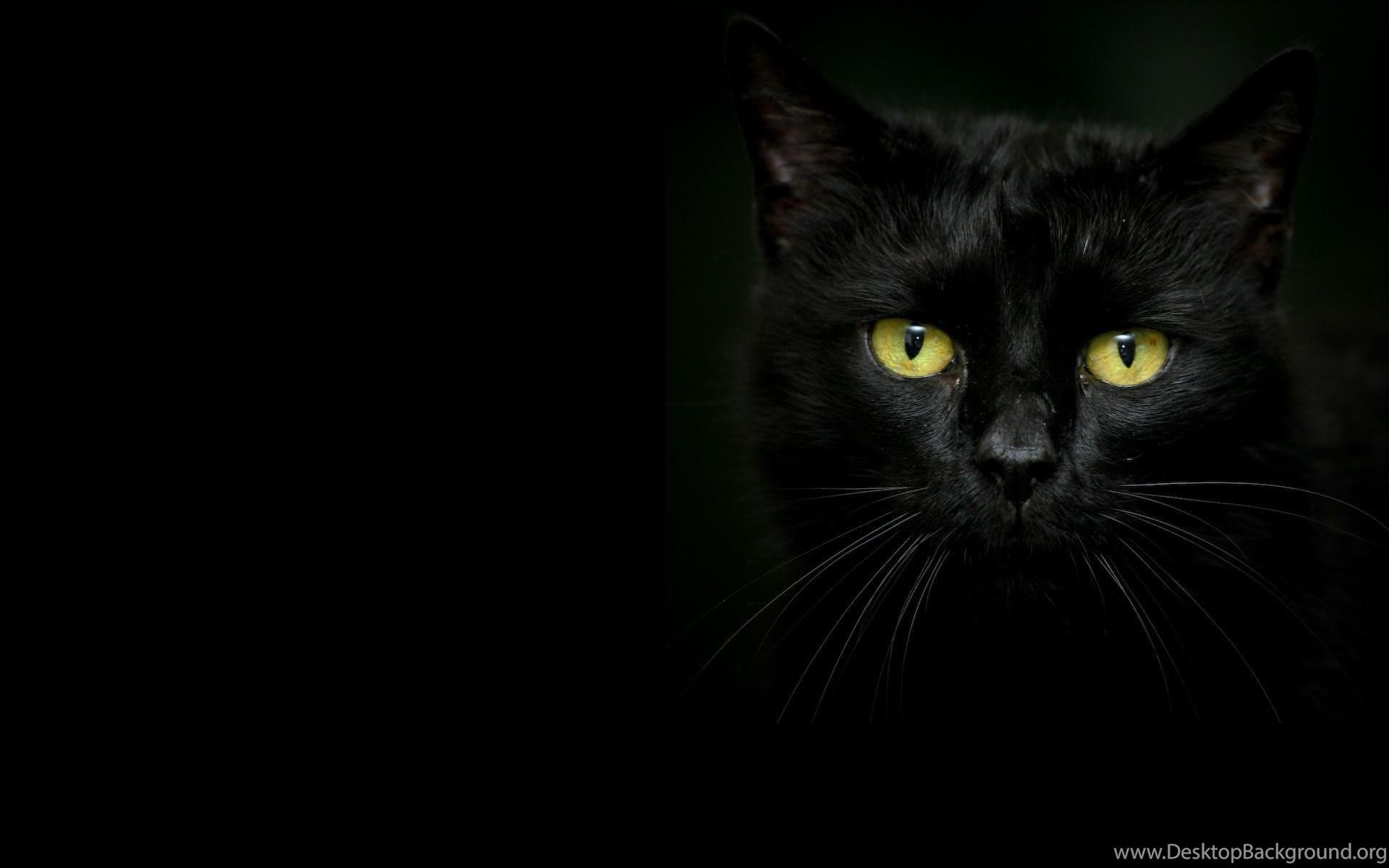Beautiful Dark Cat Wallpapers - Top Free Beautiful Dark Cat Backgrounds ...