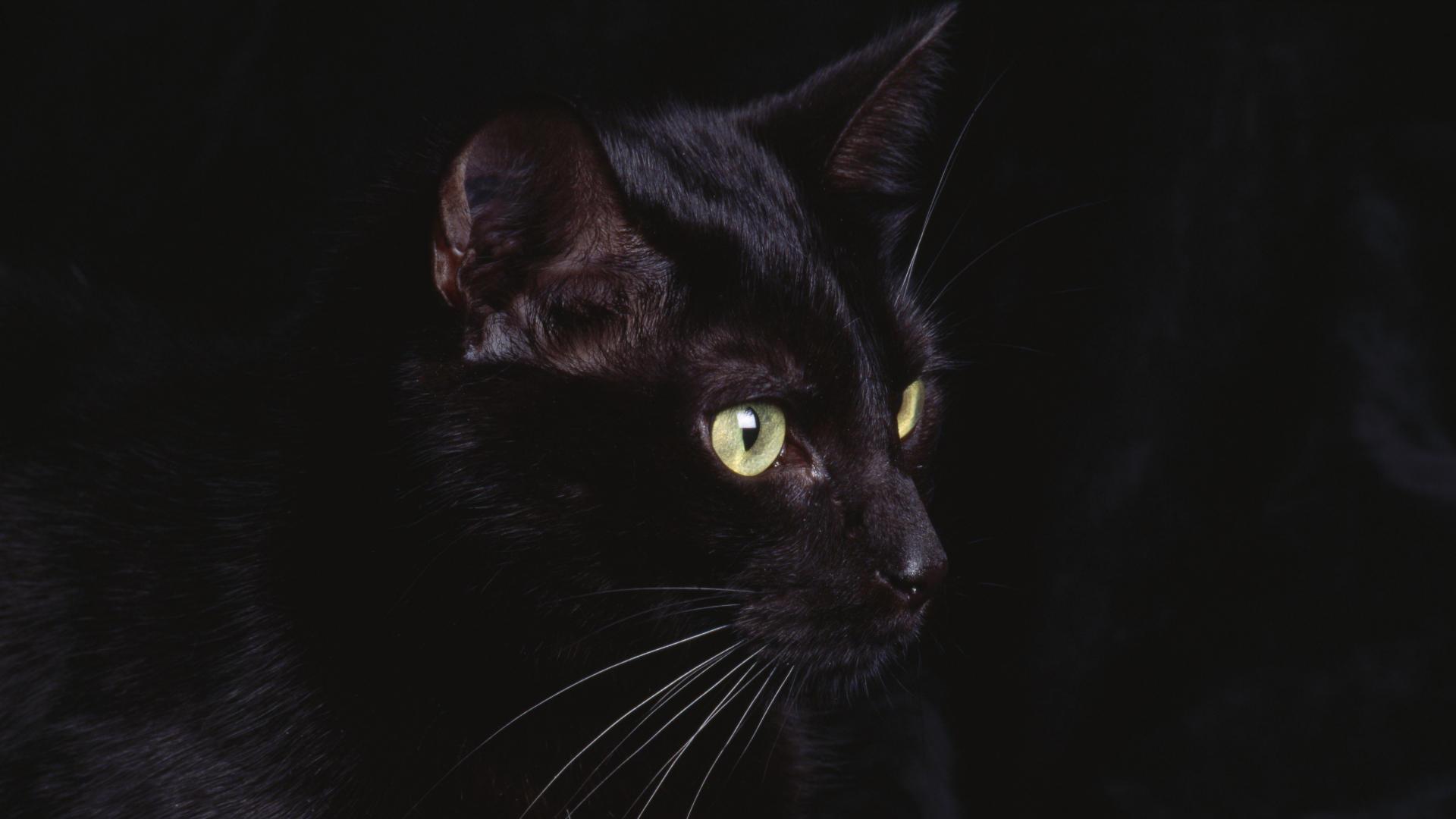 Beautiful Dark Cat Wallpapers - Top Free Beautiful Dark Cat Backgrounds ...