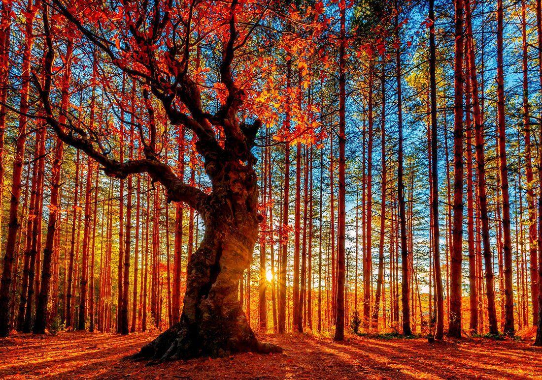 Autumn Sunset Panoramic Wallpapers - Top Free Autumn Sunset Panoramic ...