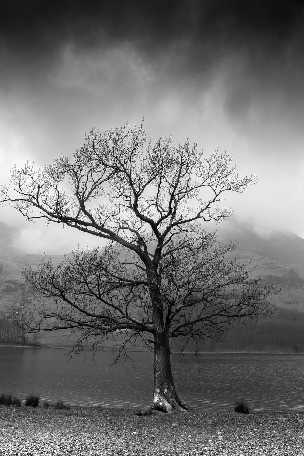 Sad Tree Wallpapers - Top Free Sad Tree Backgrounds - WallpaperAccess