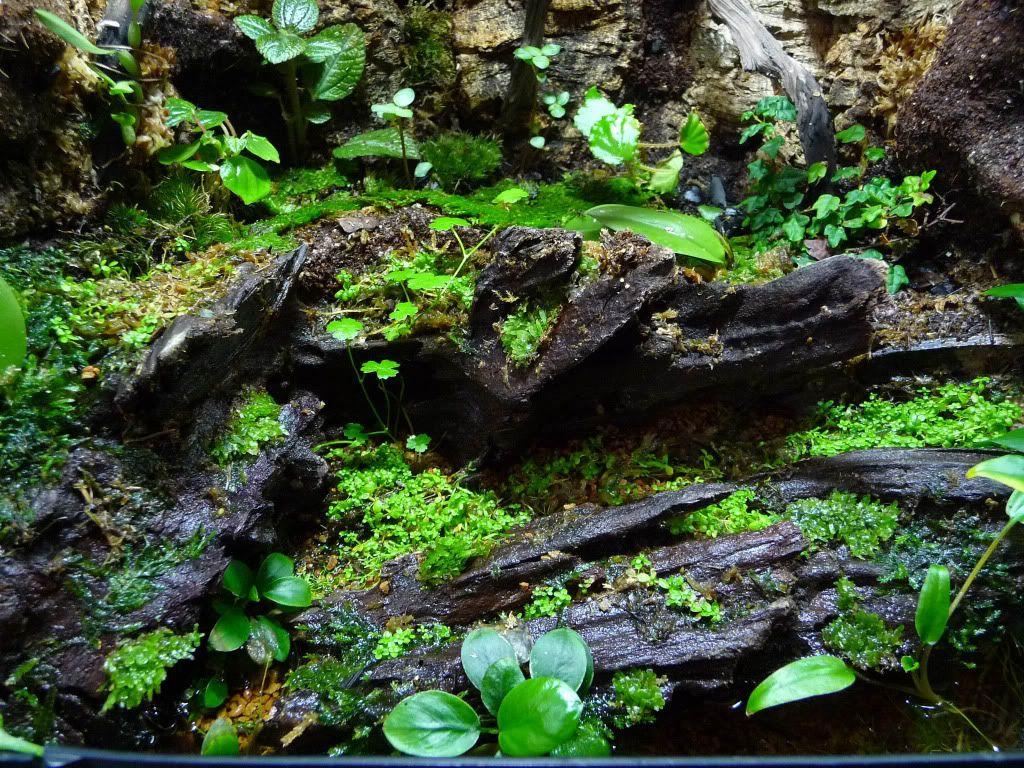 Vivarium Wallpapers - Top Free Vivarium Backgrounds - WallpaperAccess