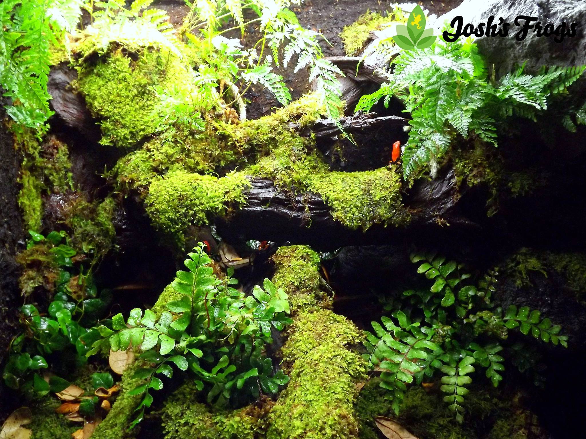 Vivarium Wallpapers - Top Free Vivarium Backgrounds - WallpaperAccess