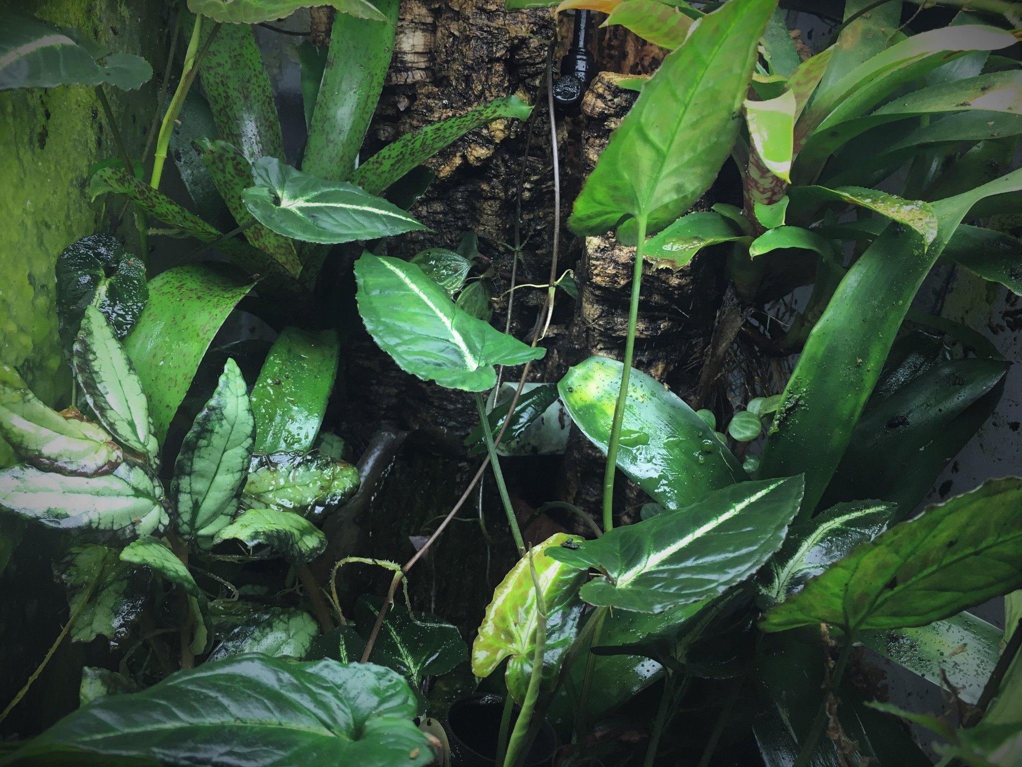 Vivarium Wallpapers - Top Free Vivarium Backgrounds - WallpaperAccess