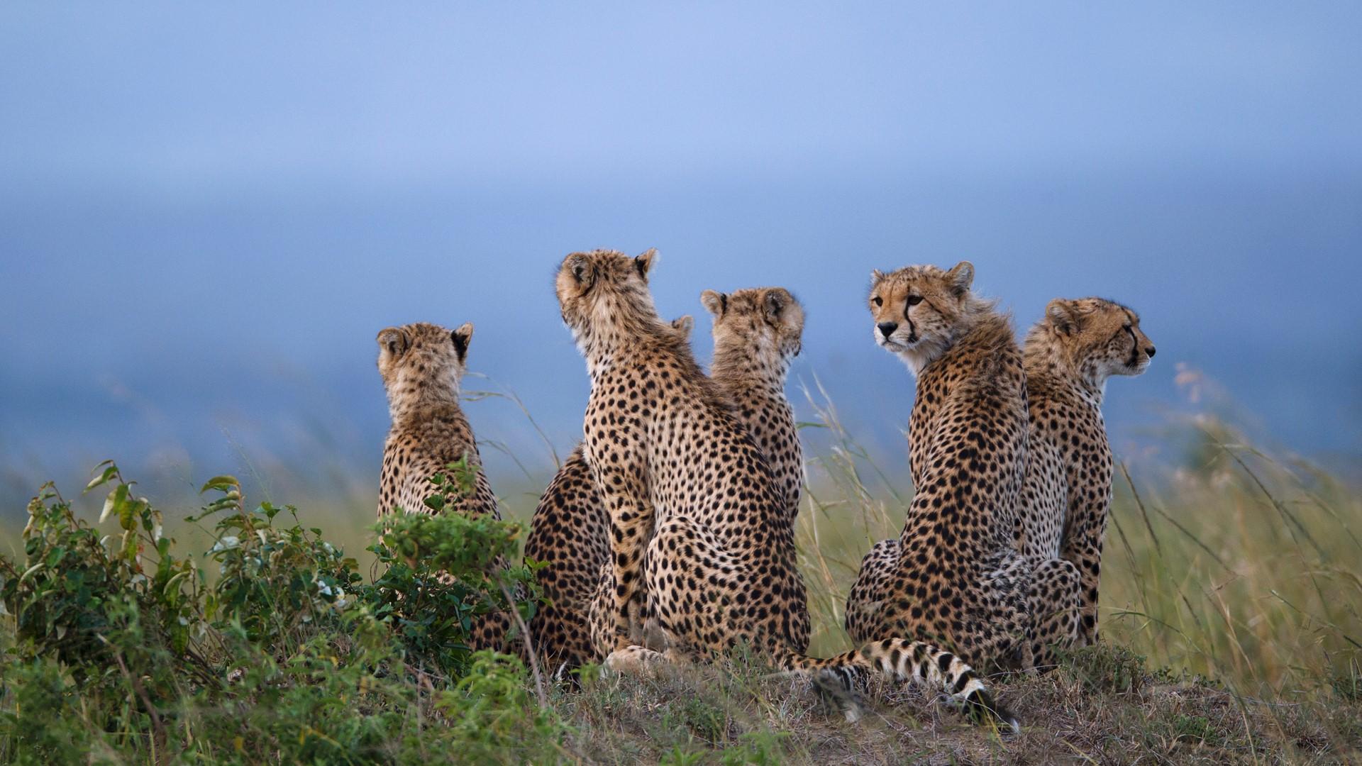 Maasai Mara Wallpapers - Top Free Maasai Mara Backgrounds - WallpaperAccess