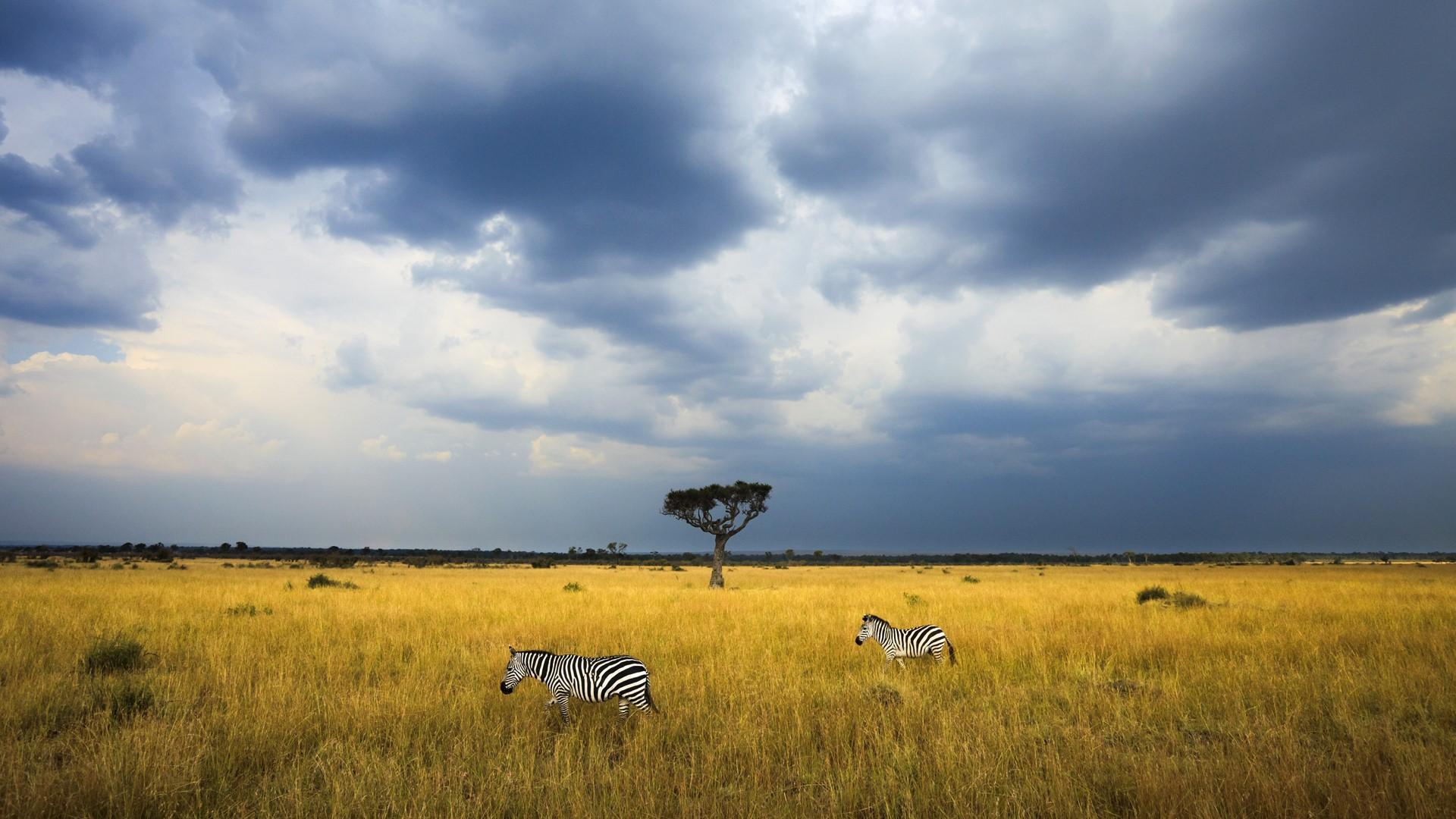 Maasai Mara Wallpapers - Top Free Maasai Mara Backgrounds - WallpaperAccess