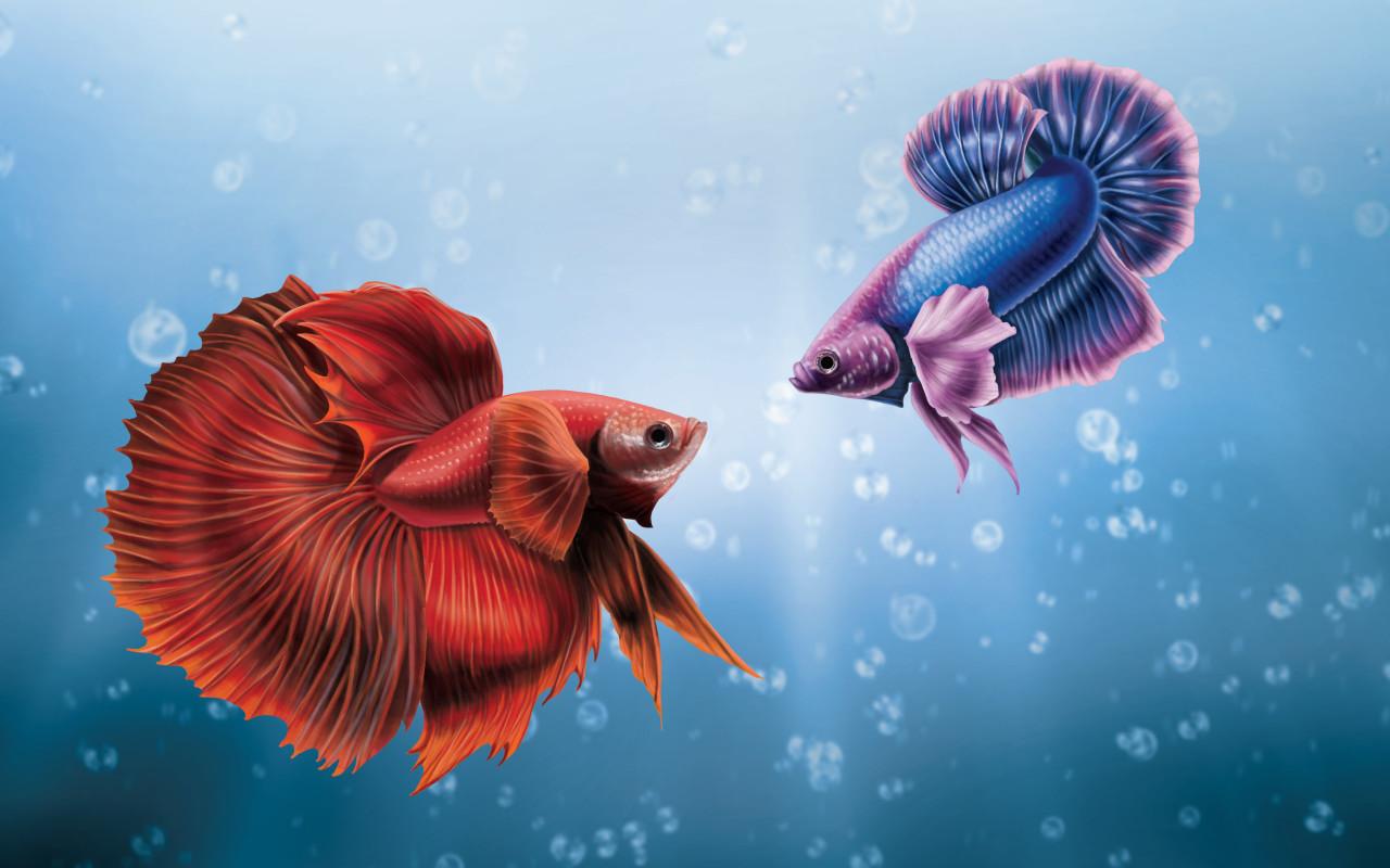 Siamese Fighting Fish Wallpapers - Top Free Siamese Fighting Fish ...