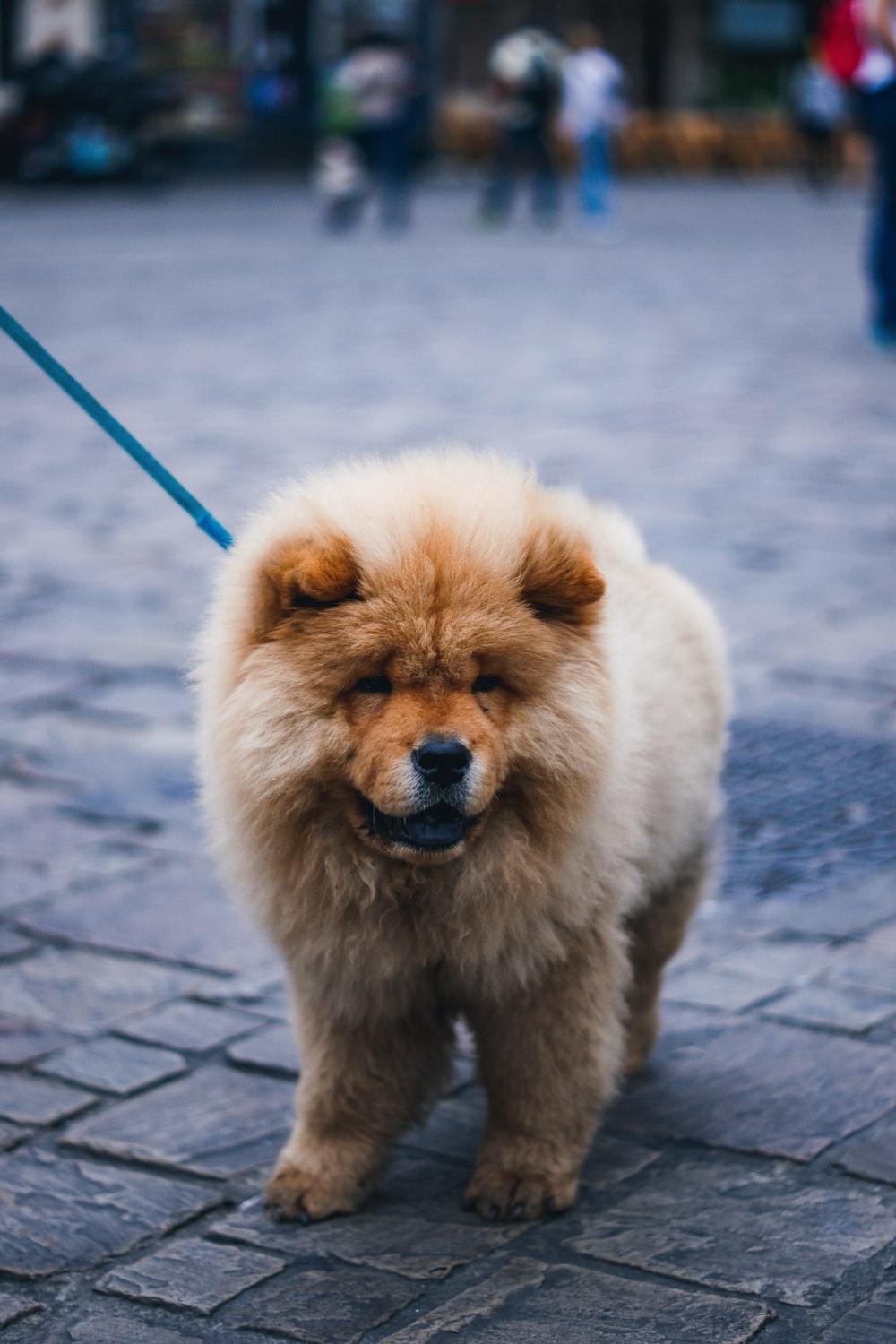 Chow Chow Dog Wallpapers - Top Free Chow Chow Dog Backgrounds ...