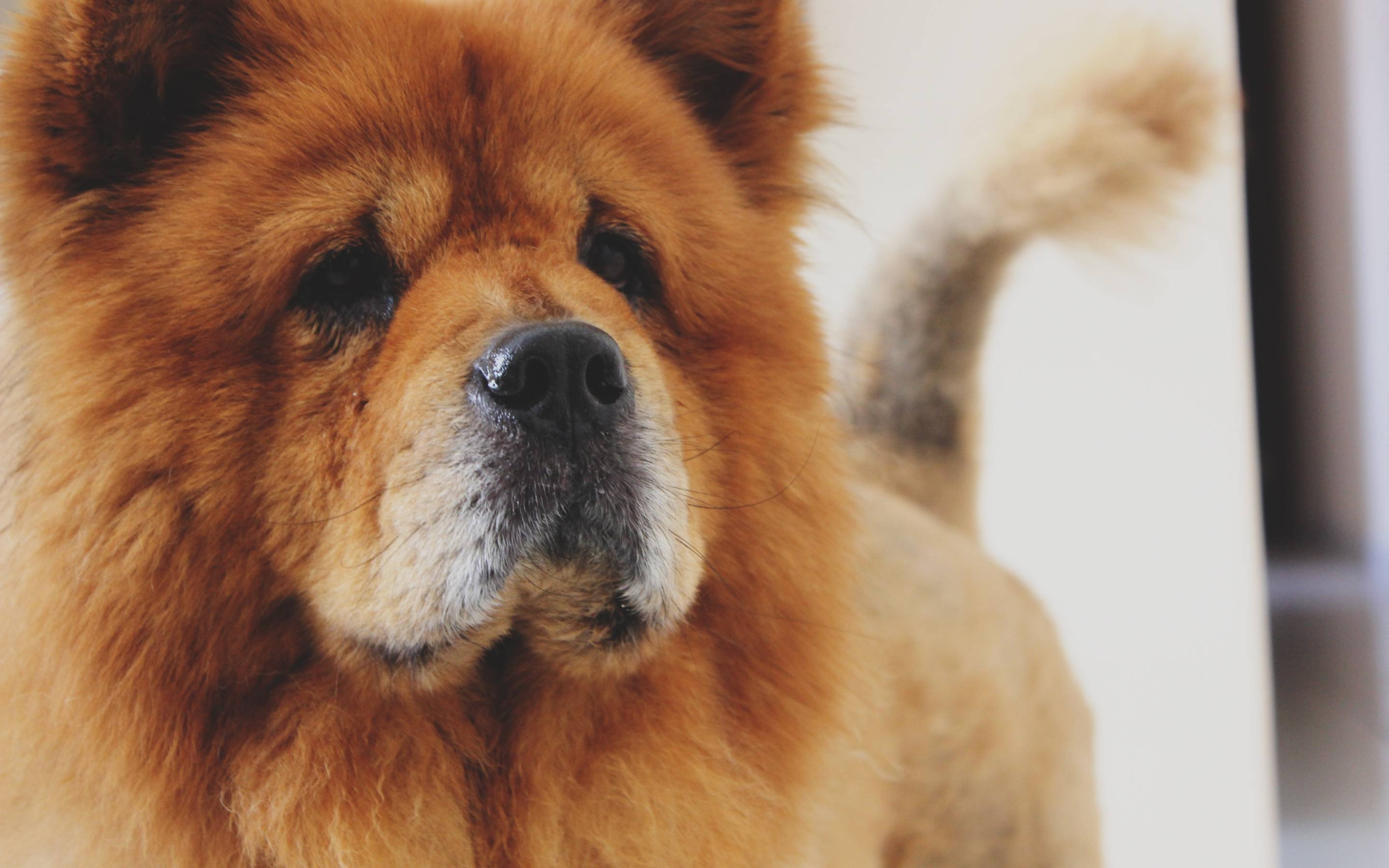 Chow Chow Dog Wallpapers - Top Free Chow Chow Dog Backgrounds ...