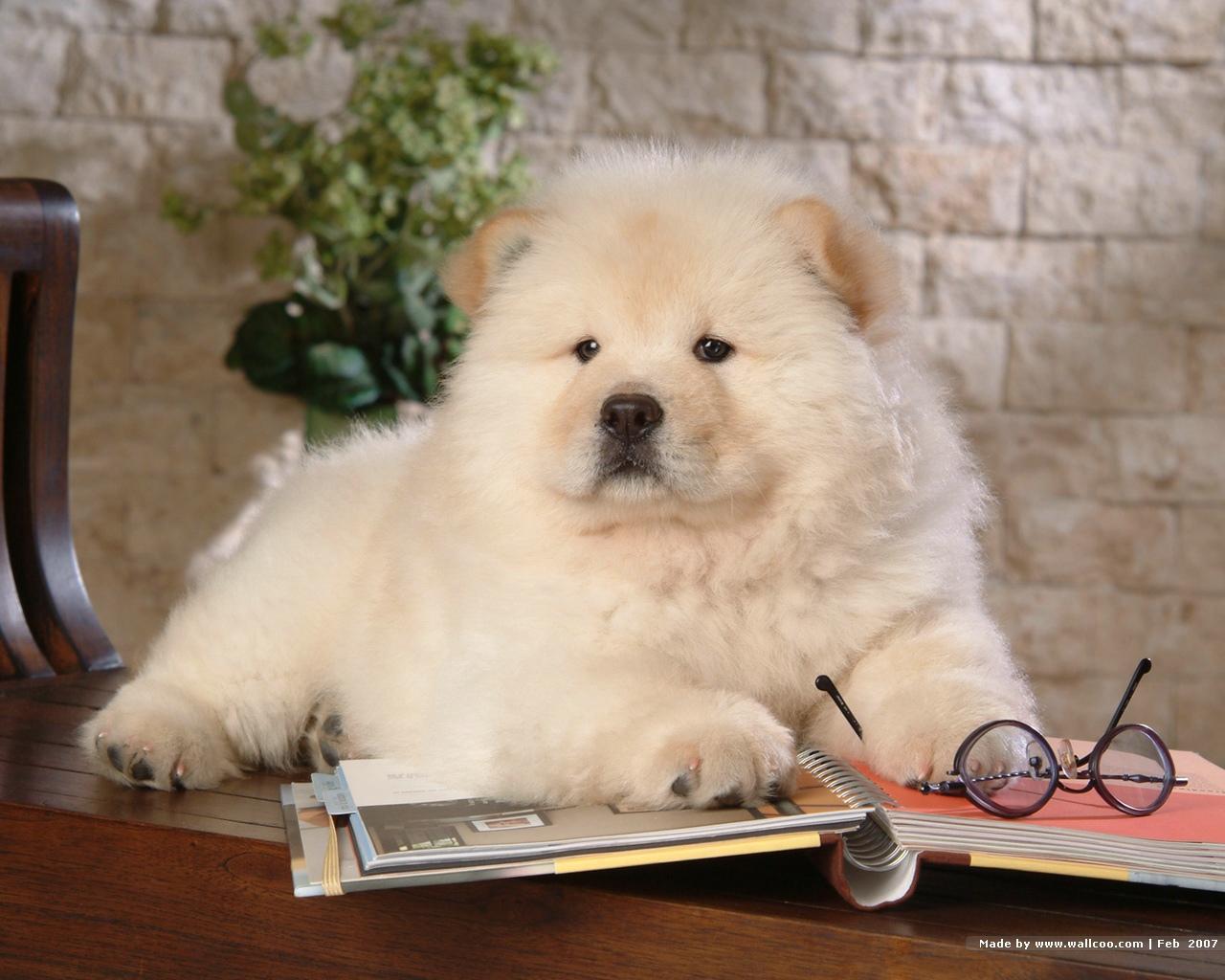 Chow Chow Dog Wallpapers - Top Free Chow Chow Dog Backgrounds ...