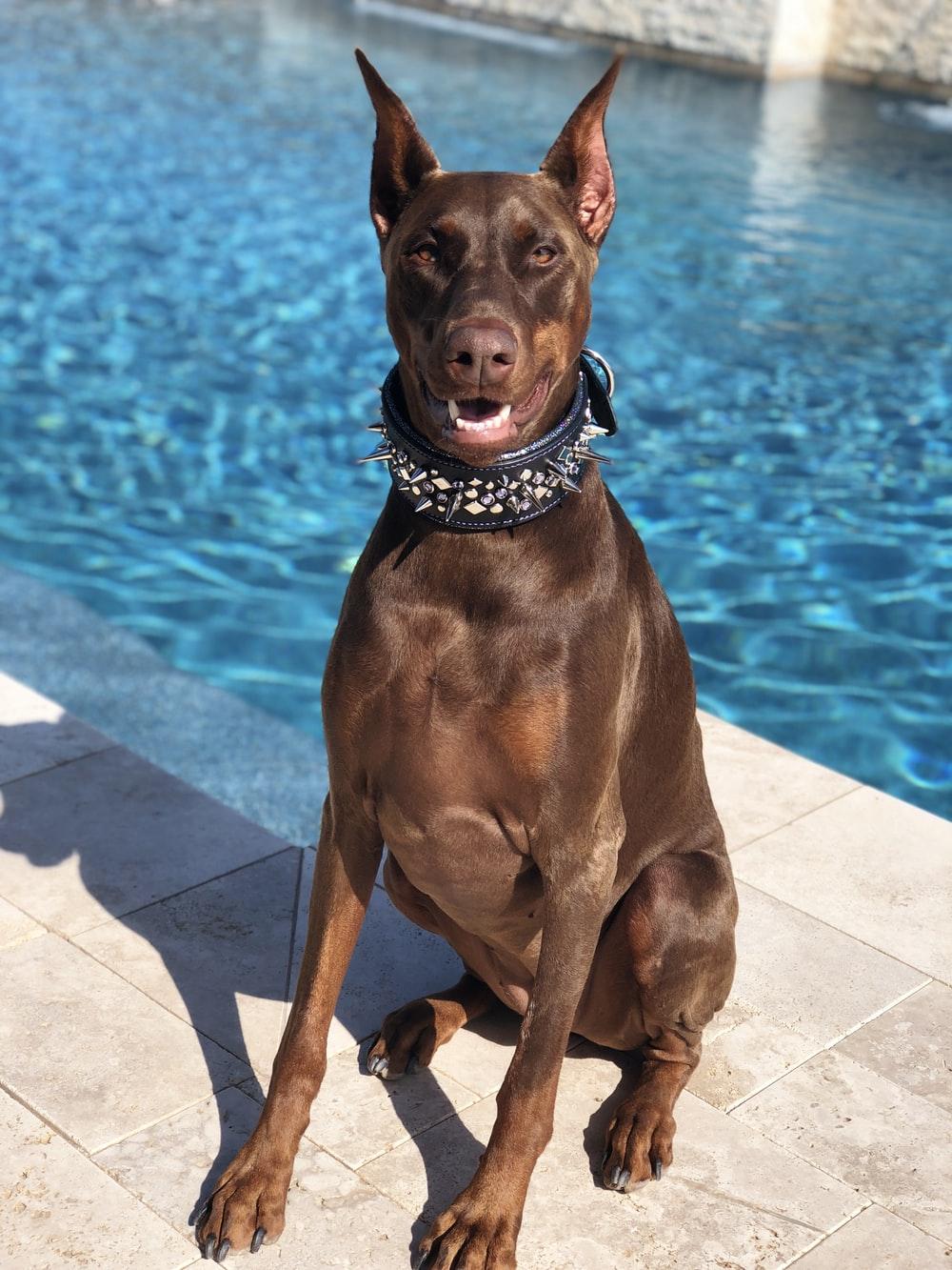 HD Doberman Wallpapers - Top Free HD Doberman Backgrounds - WallpaperAccess