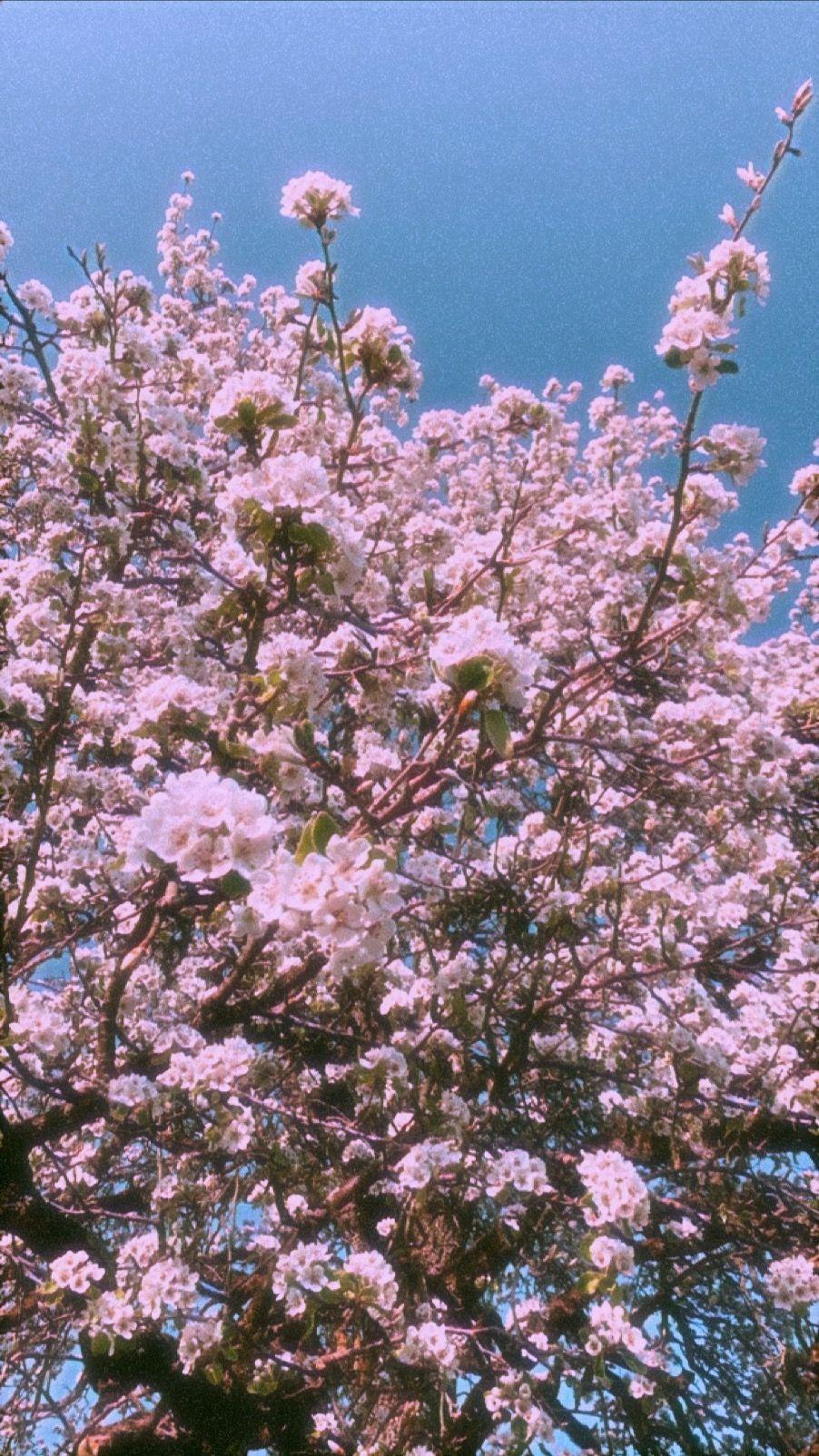 Vintage Cherry Blossom Wallpapers - Top Free Vintage Cherry Blossom ...