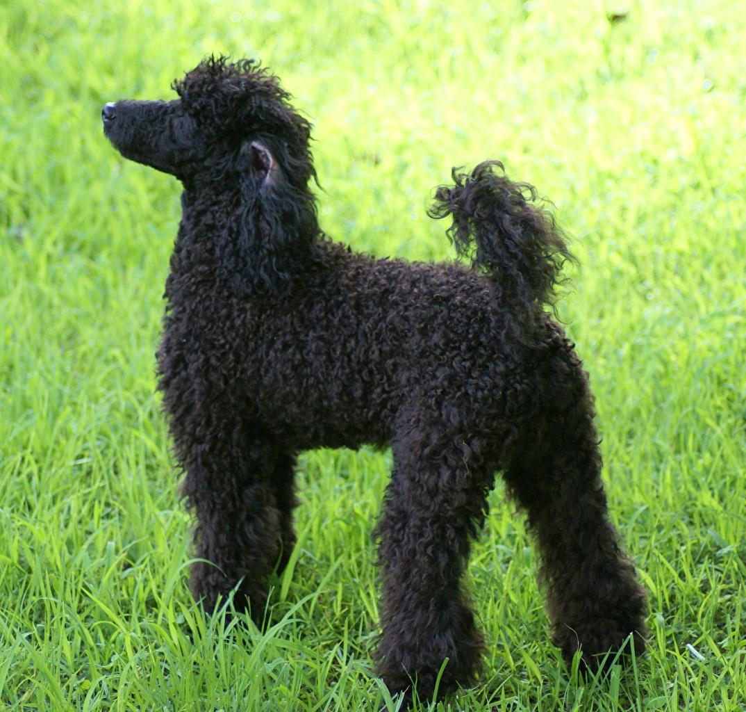 Black Poodle Wallpapers - Top Free Black Poodle Backgrounds ...