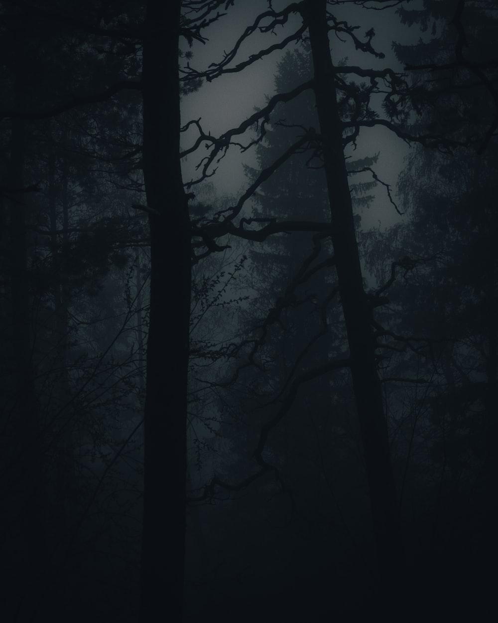 Dark Foggy Night Wallpapers - Top Free Dark Foggy Night Backgrounds ...