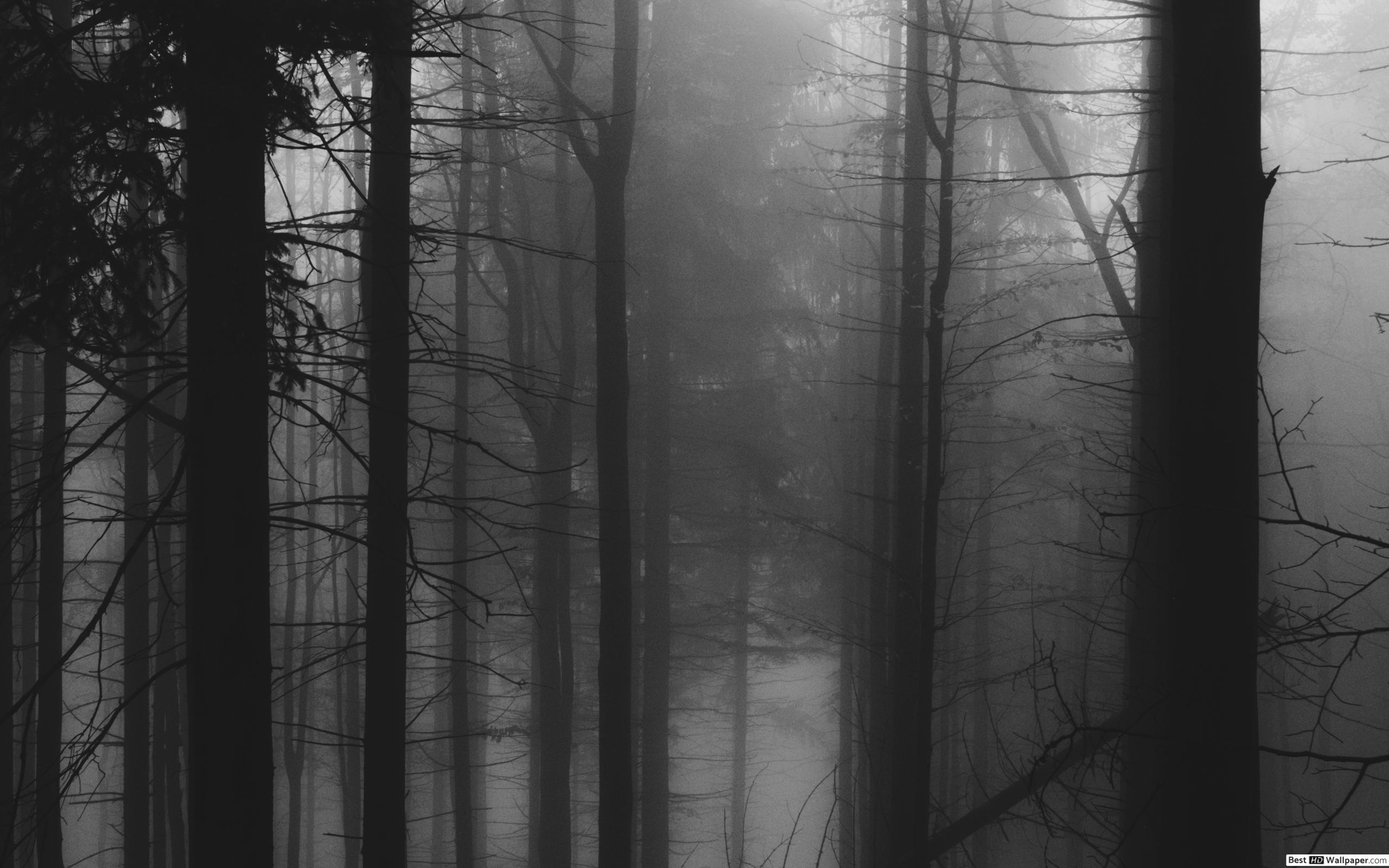 Dark Foggy Night Wallpapers - Top Free Dark Foggy Night Backgrounds ...