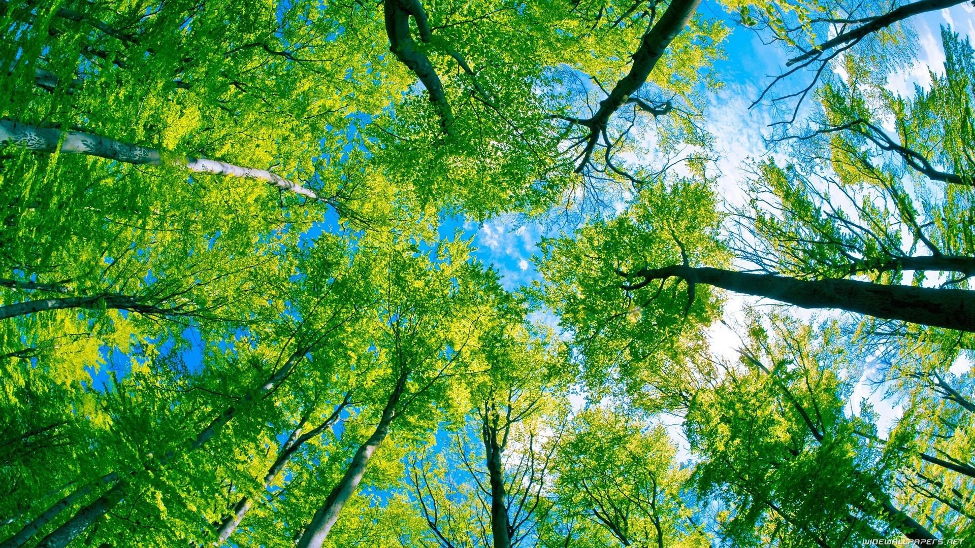 Tree 1920X1080 Wallpapers - Top Free Tree 1920X1080 Backgrounds ...