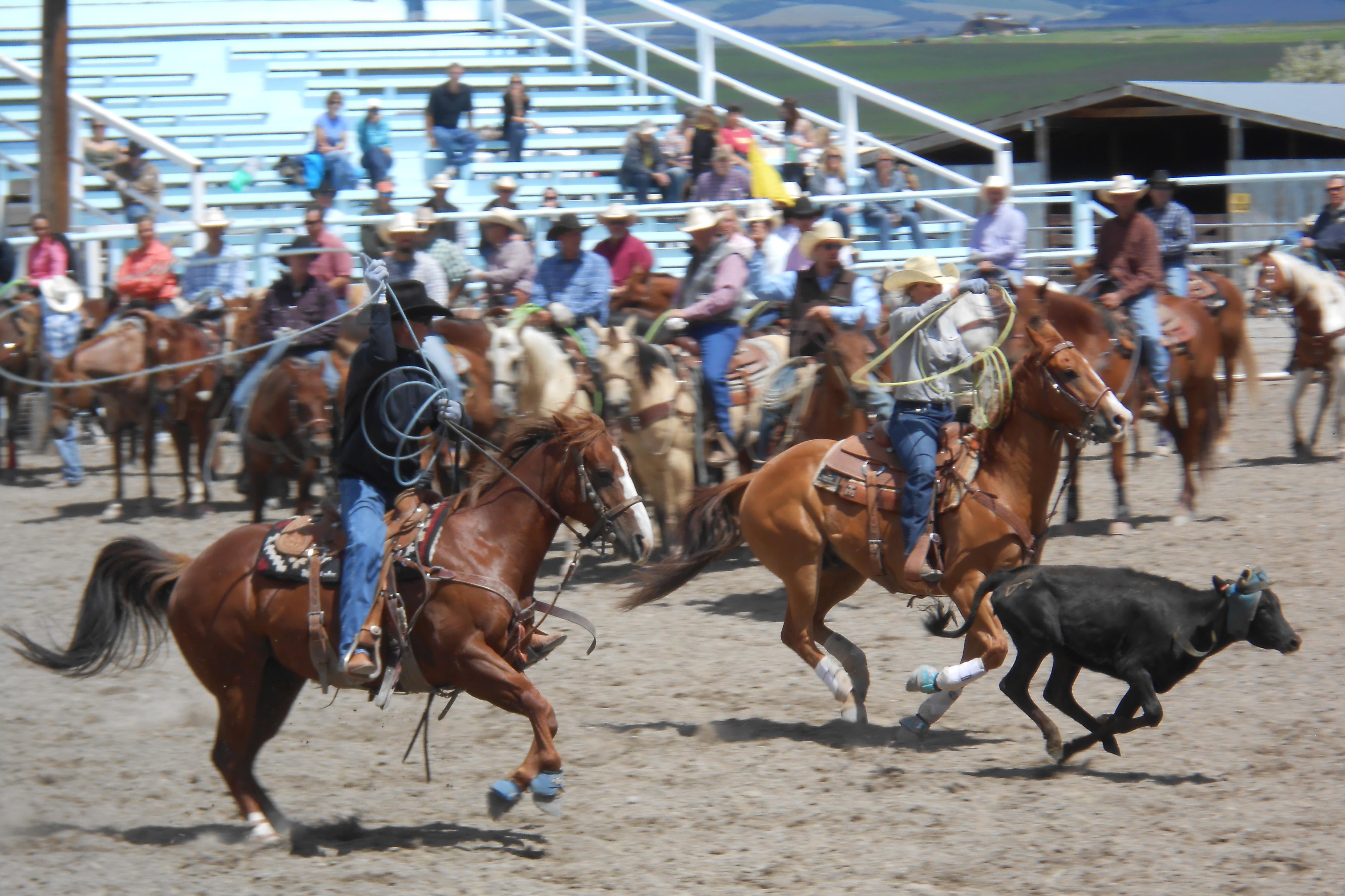 Team Roping Wallpapers - Top Free Team Roping Backgrounds - WallpaperAccess