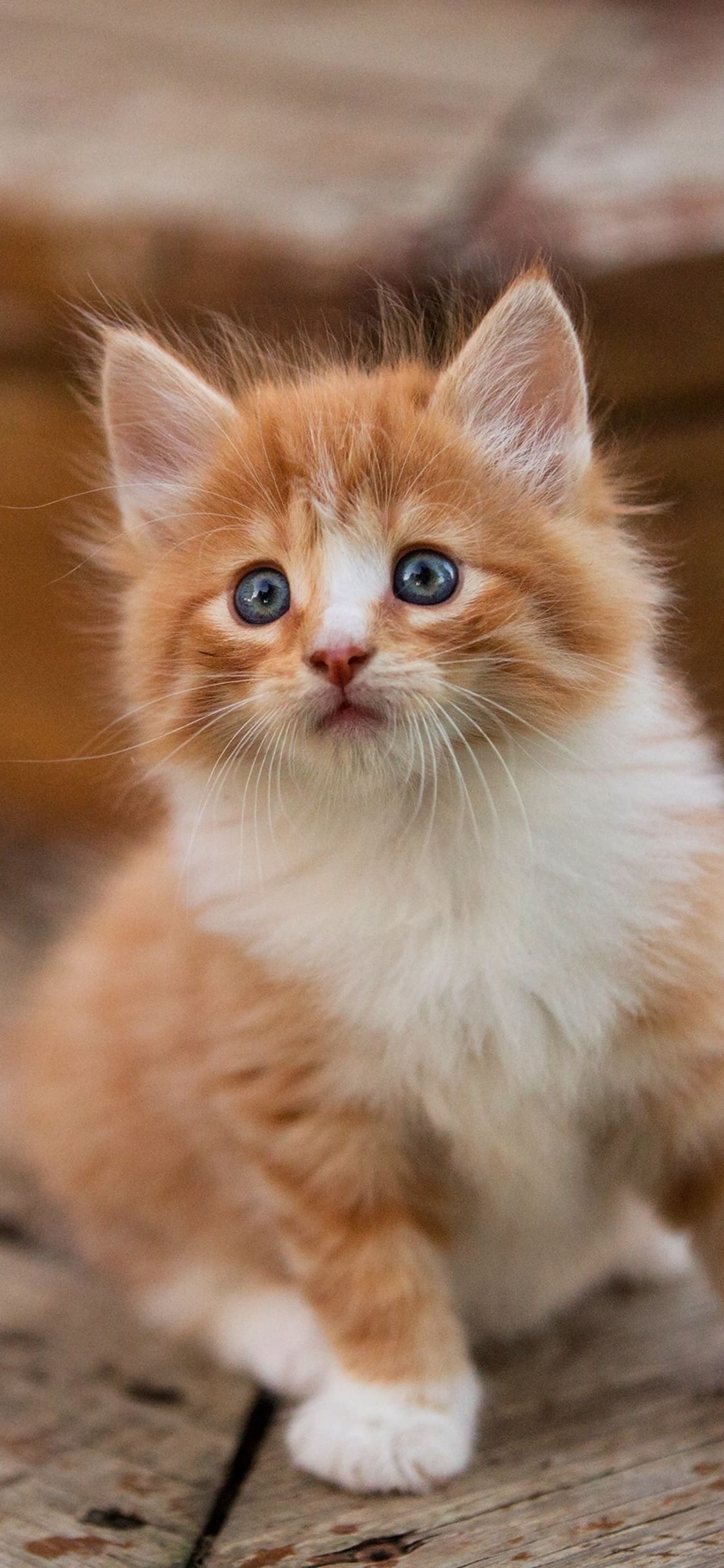 Cat Mobile Wallpapers - Top Free Cat Mobile Backgrounds - WallpaperAccess