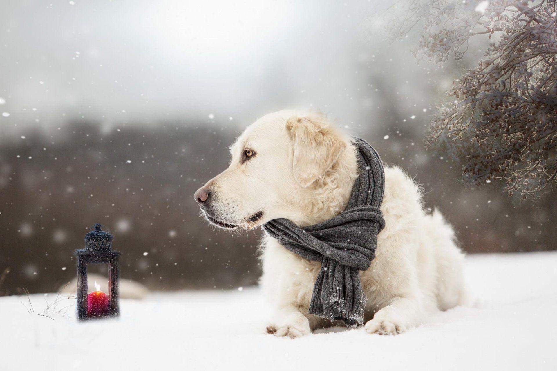 Dogs In Winter Wallpapers - Top Free Dogs In Winter Backgrounds ...