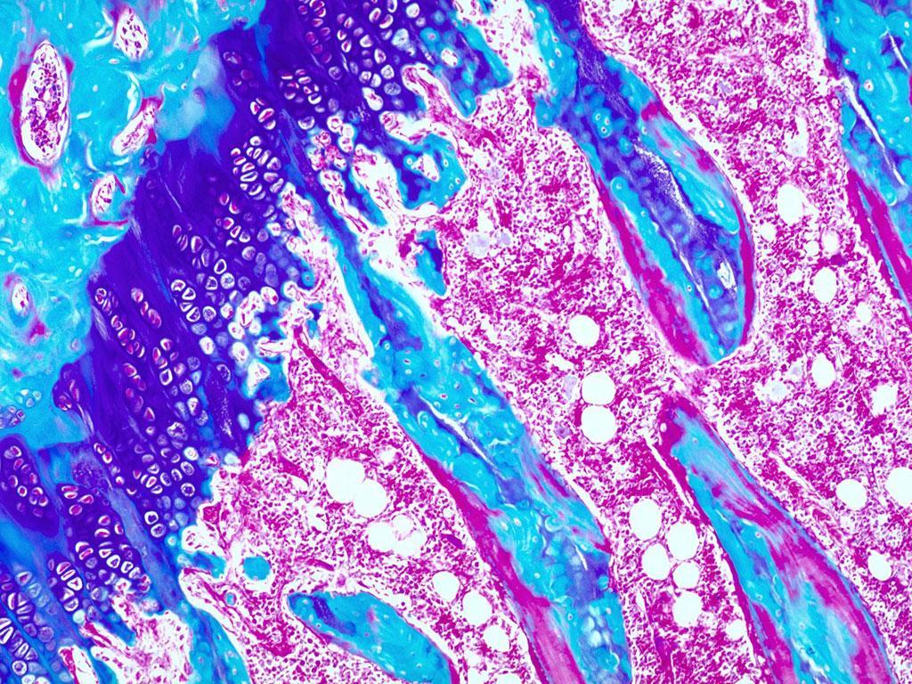 Histology Wallpapers - Top Free Histology Backgrounds - WallpaperAccess