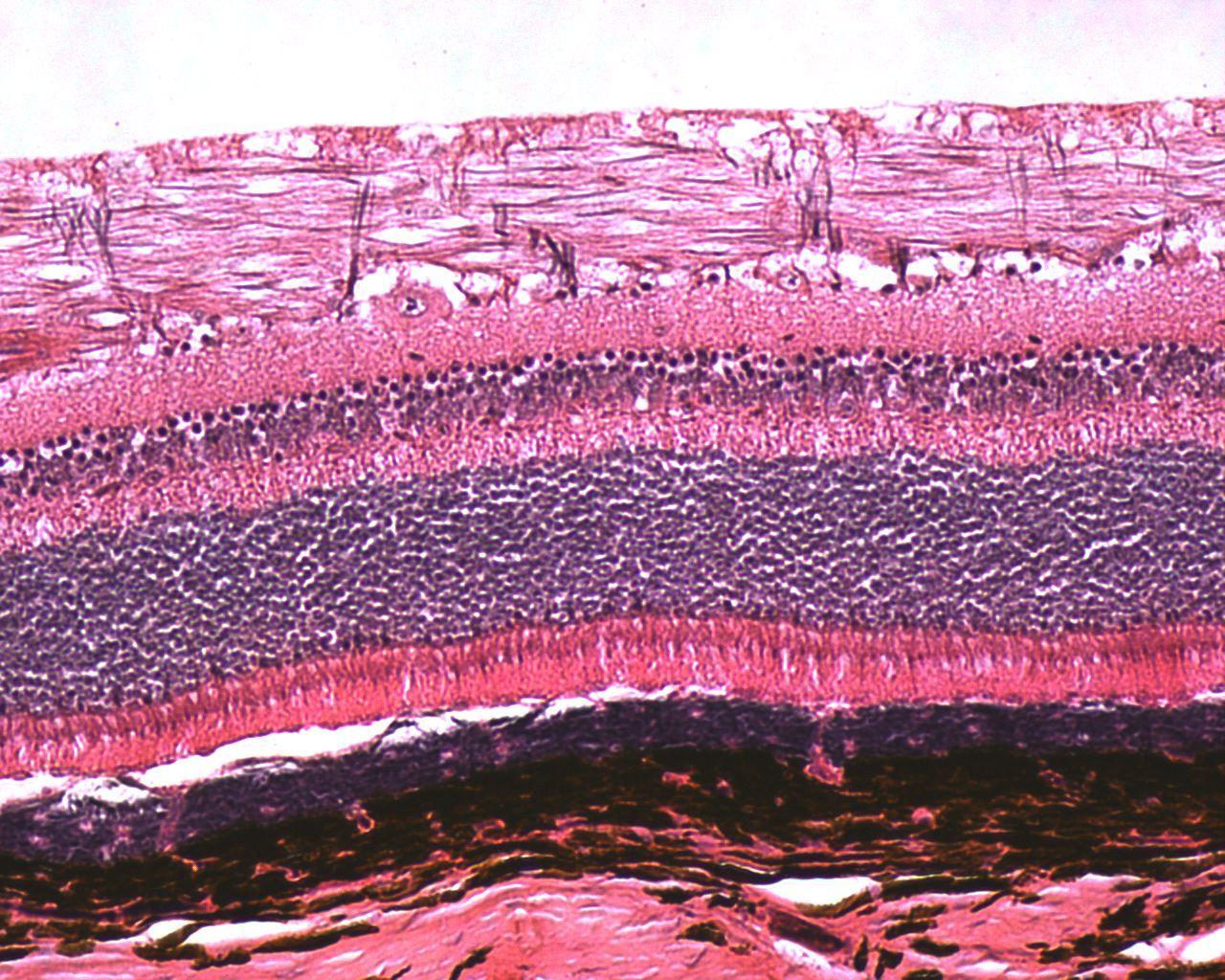 Histology Wallpapers - Top Free Histology Backgrounds - WallpaperAccess