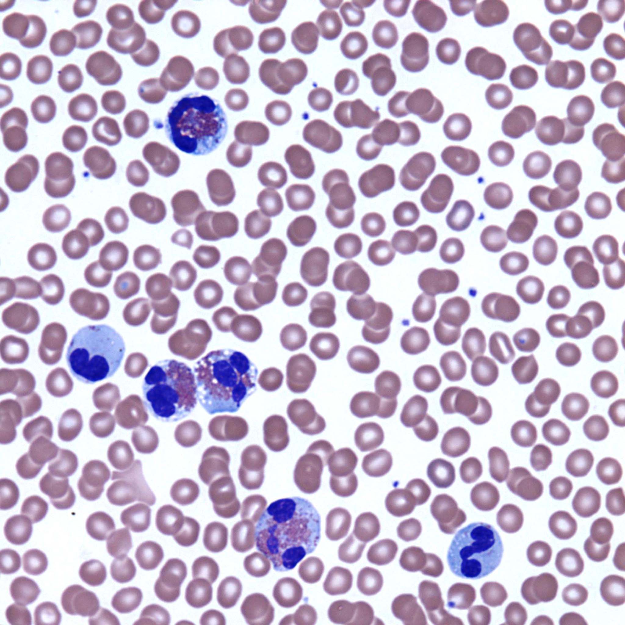 Histology Wallpapers - Top Free Histology Backgrounds - WallpaperAccess