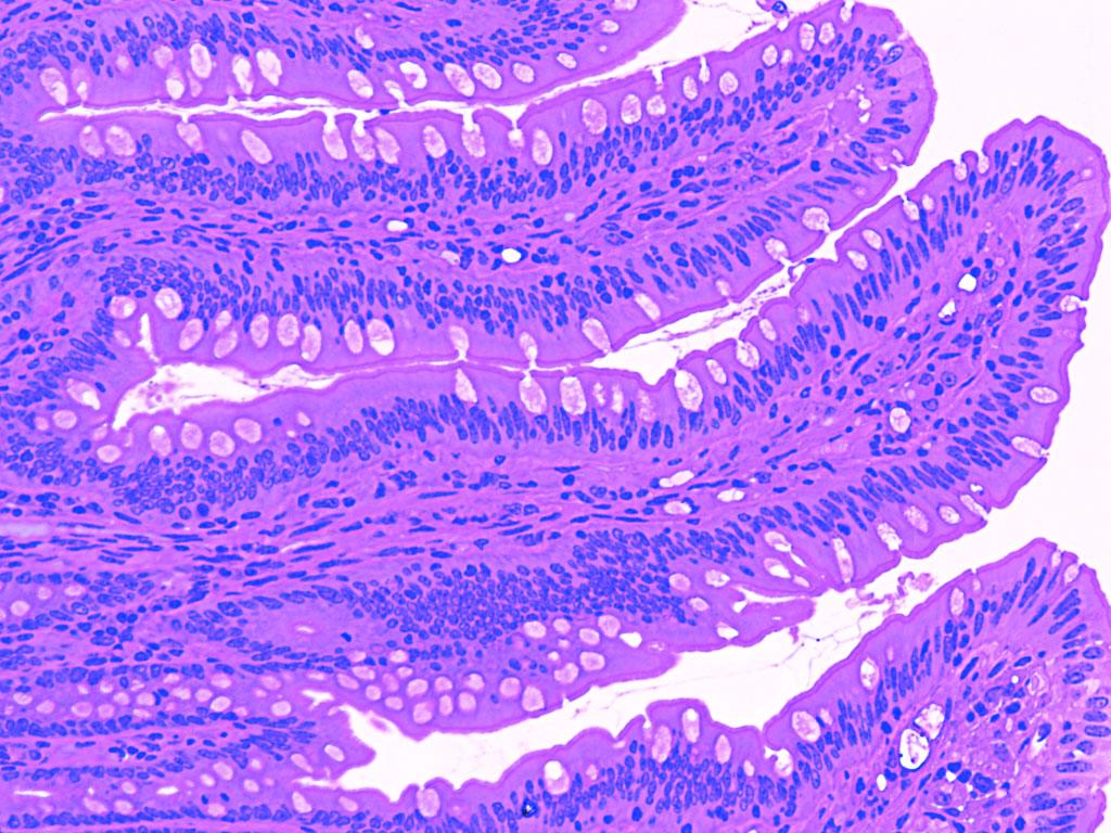 Histology Wallpapers - Top Free Histology Backgrounds - WallpaperAccess
