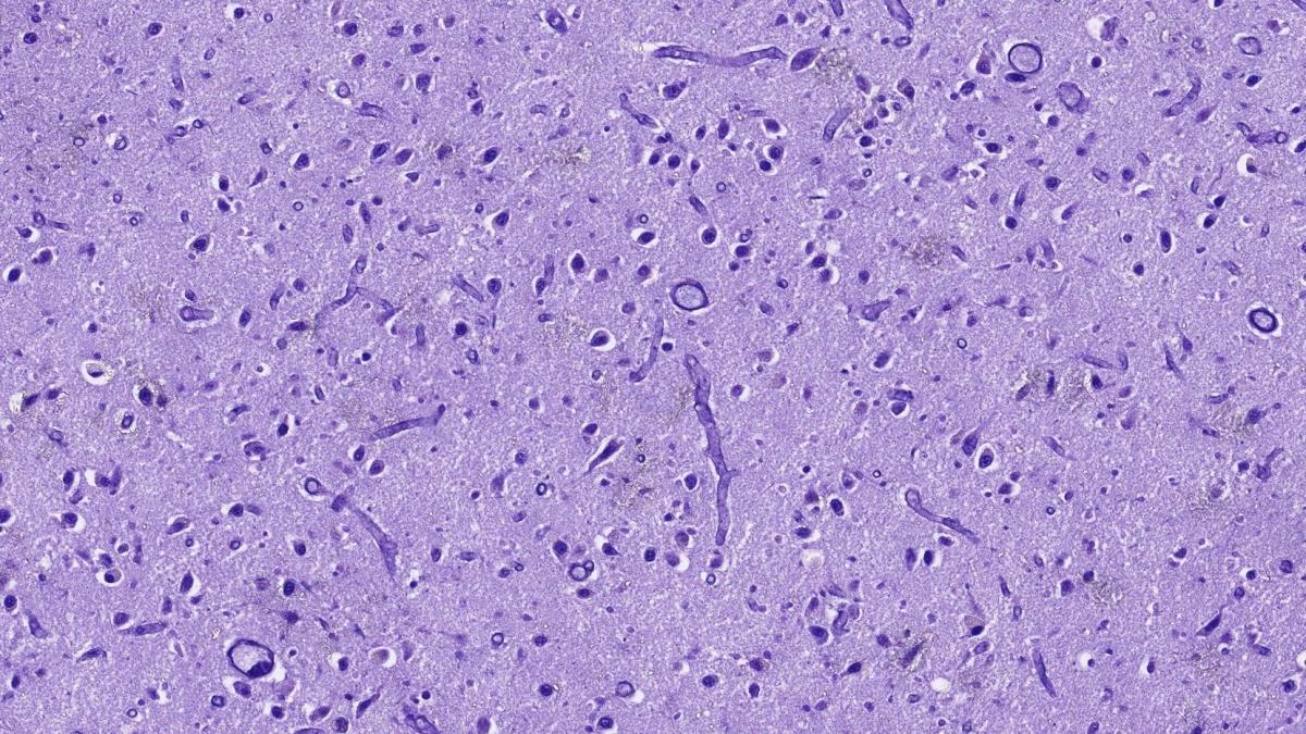 Histology Wallpapers - Top Free Histology Backgrounds - WallpaperAccess