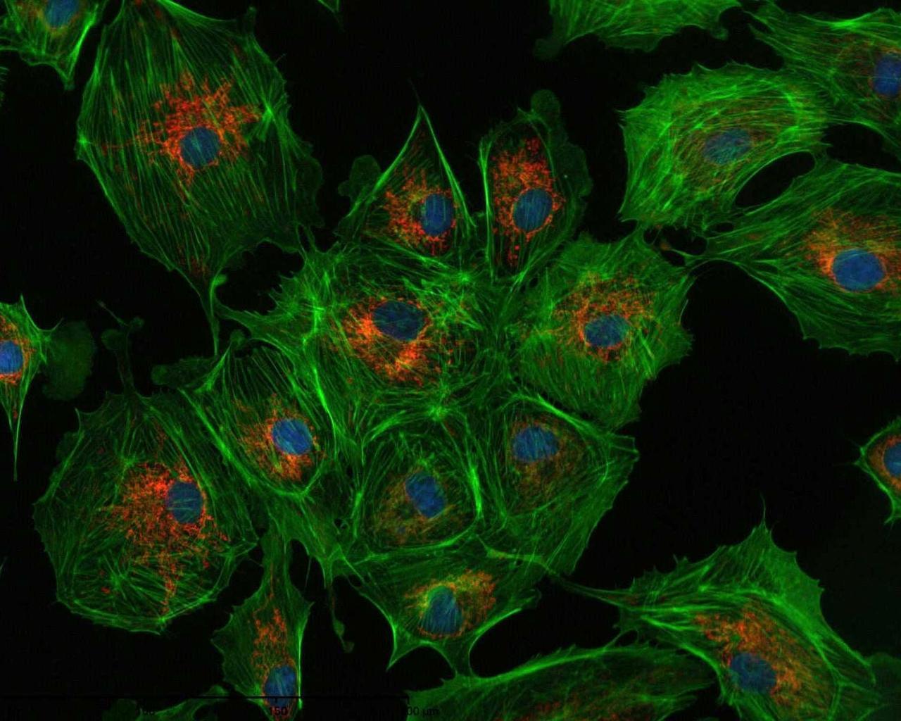 Histology Wallpapers - Top Free Histology Backgrounds - WallpaperAccess