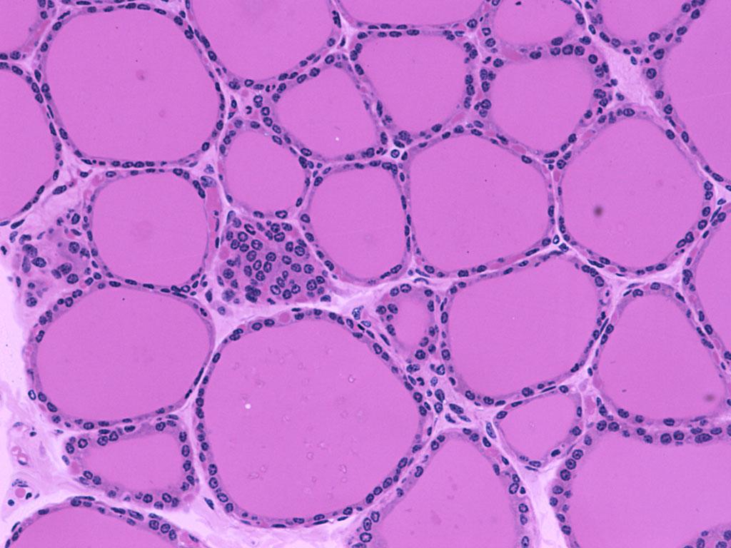 Histology Wallpapers - Top Free Histology Backgrounds - WallpaperAccess