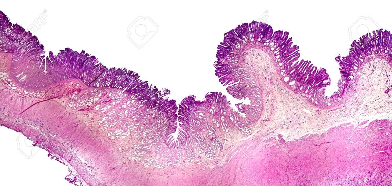 Histology Wallpapers - Top Free Histology Backgrounds - WallpaperAccess