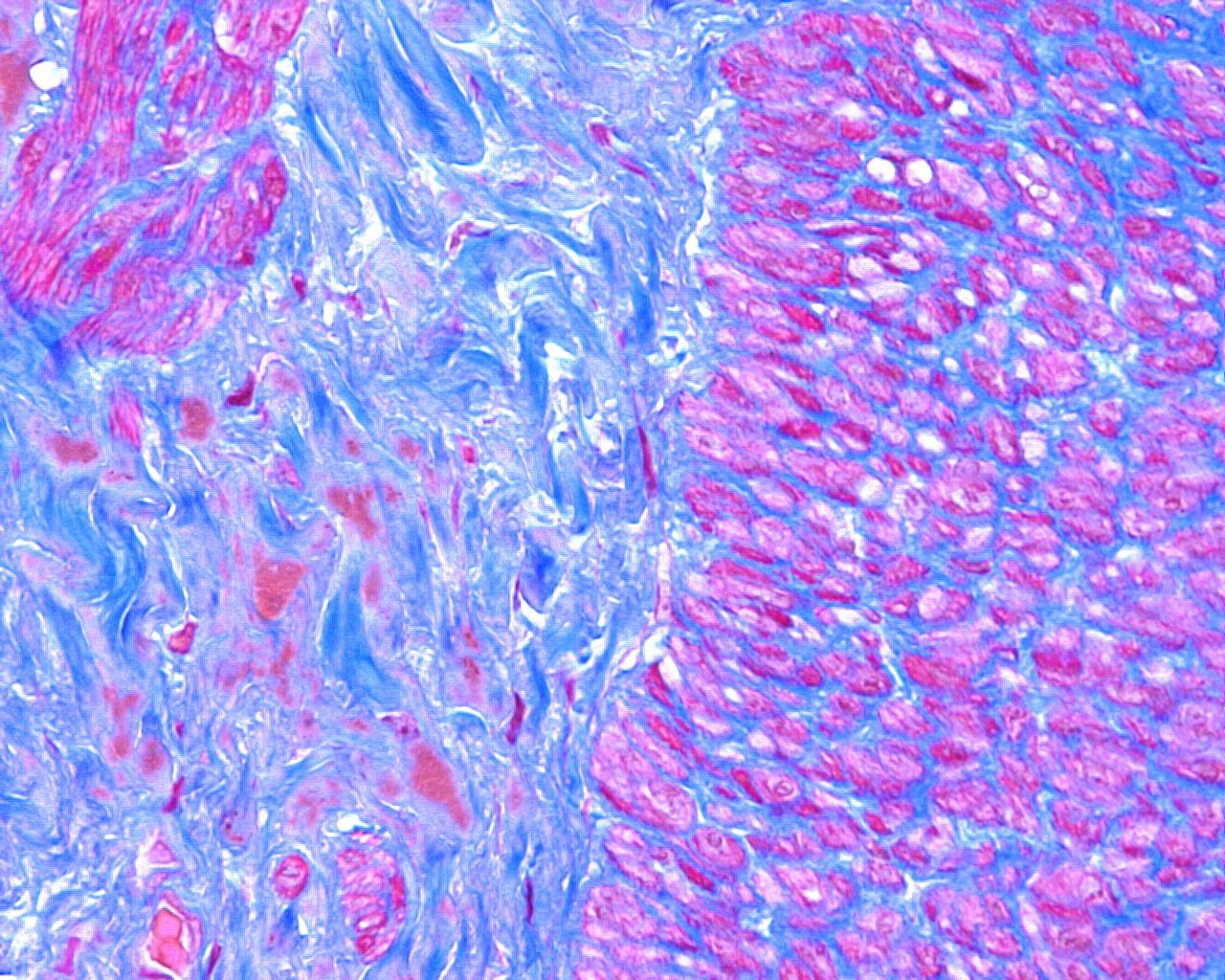 Histology Wallpapers - Top Free Histology Backgrounds - WallpaperAccess