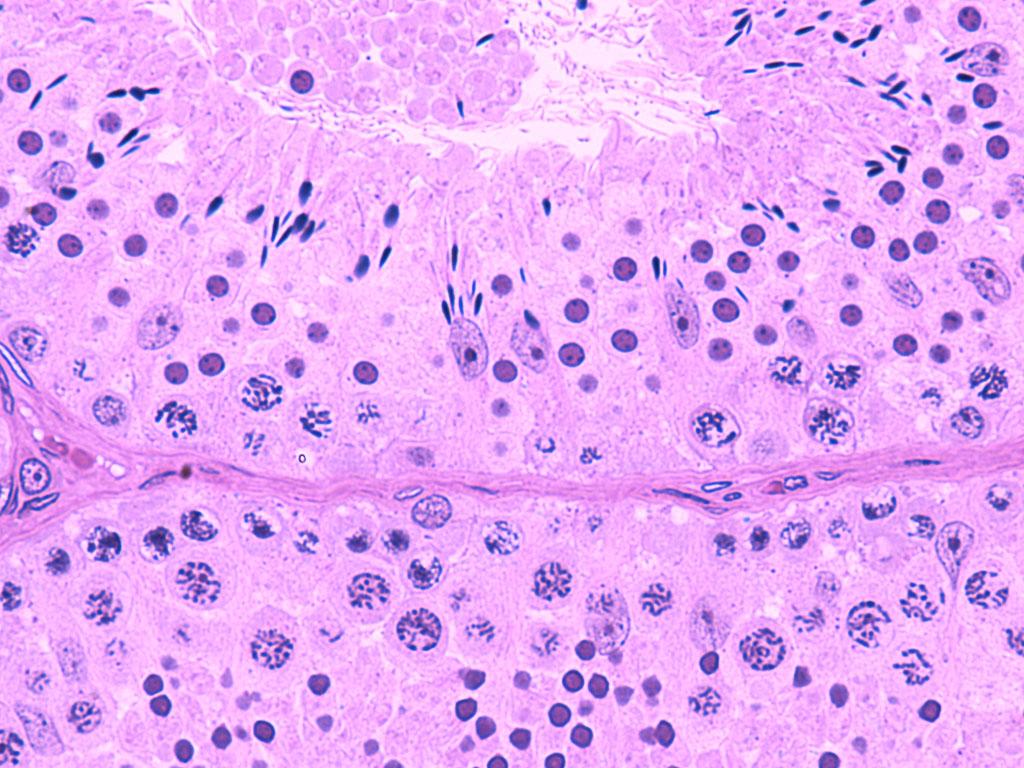 Histology Wallpapers - Top Free Histology Backgrounds - WallpaperAccess