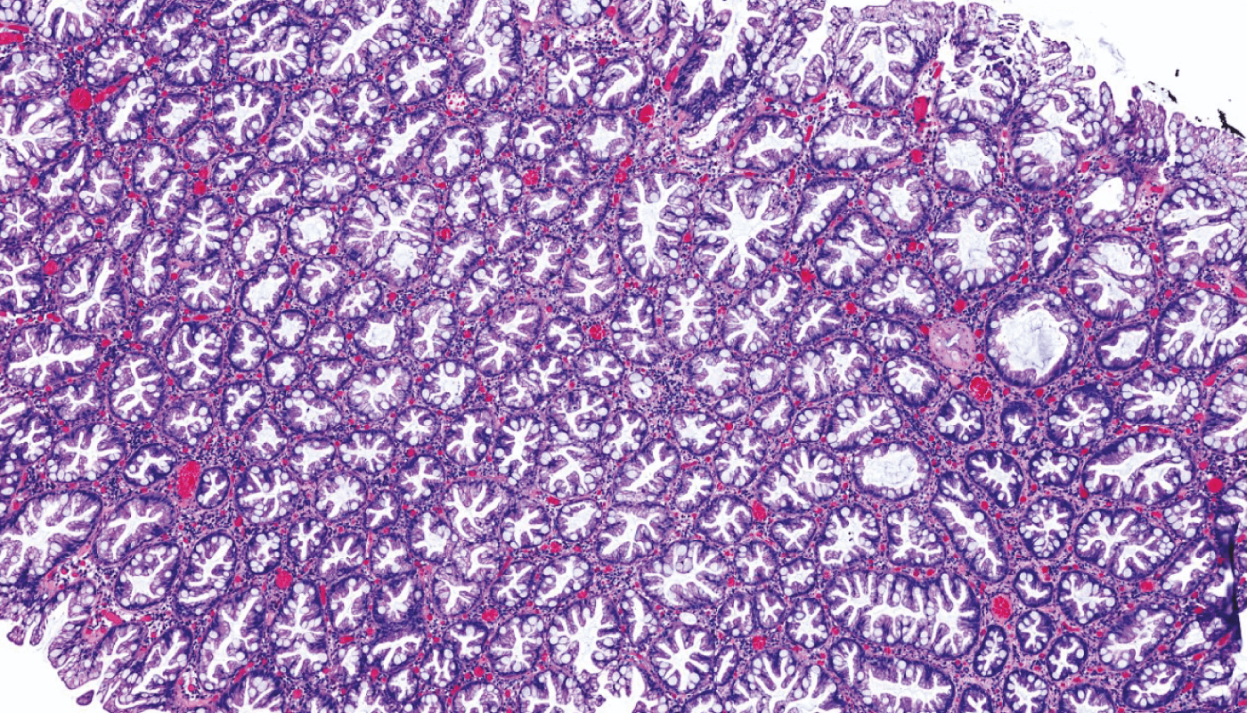 Histology Wallpapers - Top Free Histology Backgrounds - WallpaperAccess