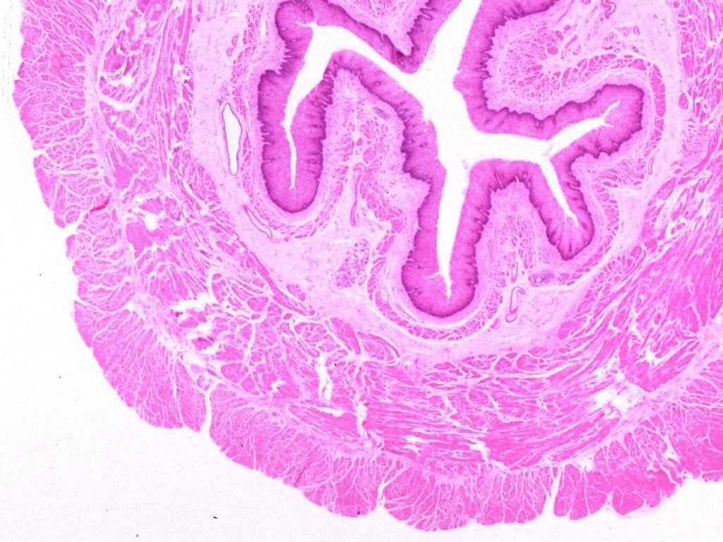 Histology Wallpapers Top Free Histology Backgrounds WallpaperAccess Histology Wallpapers Top Free Histology Backgrounds WallpaperAccess