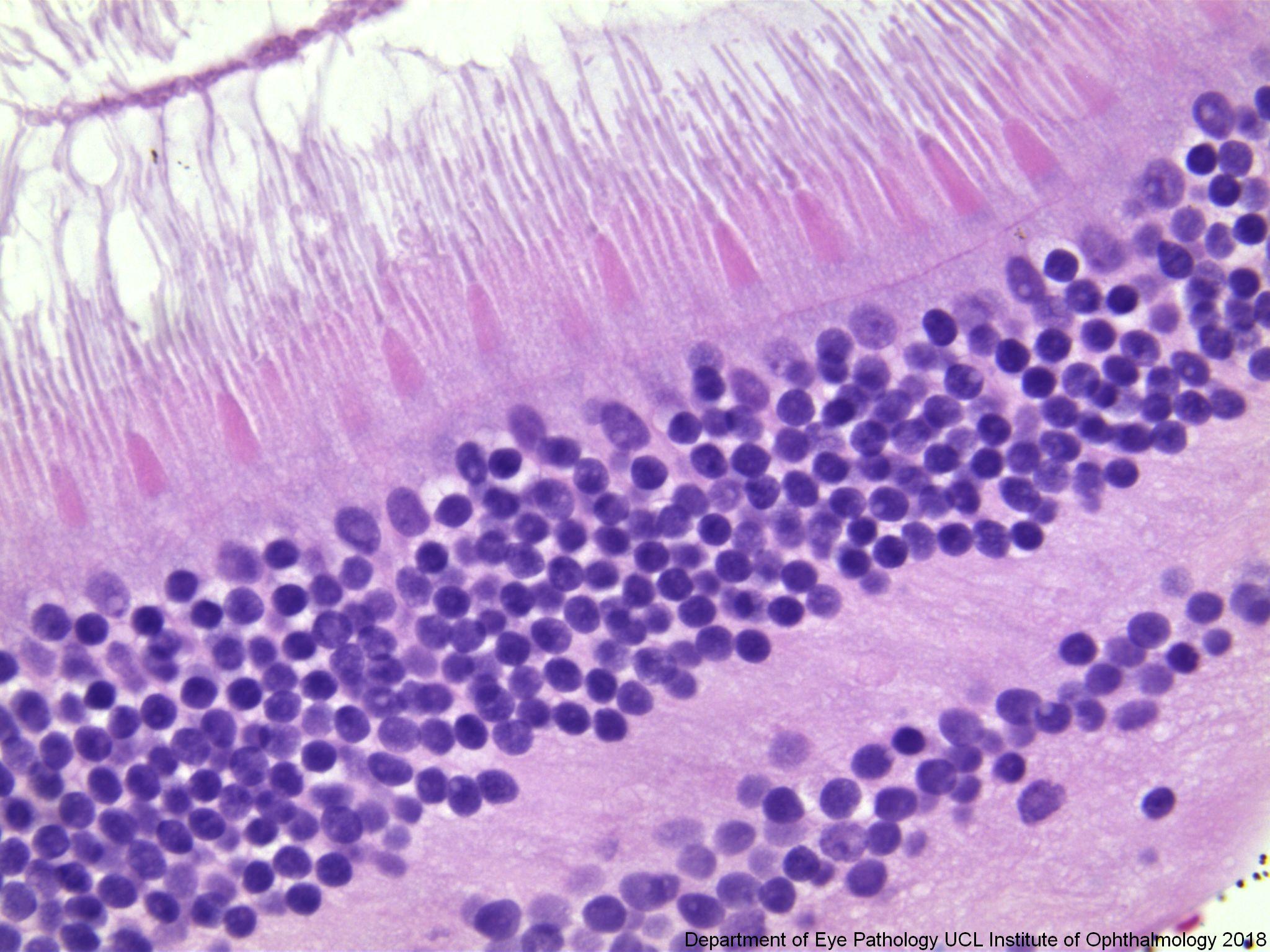 Histology Wallpapers - Top Free Histology Backgrounds - WallpaperAccess