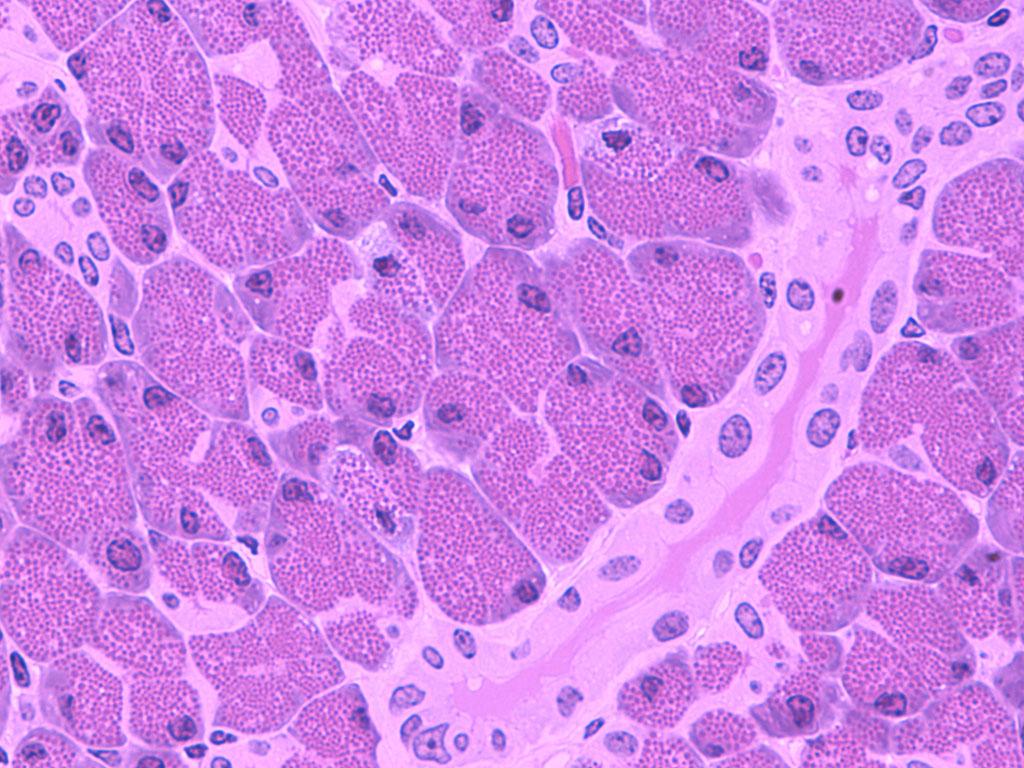 Histology Wallpapers - Top Free Histology Backgrounds - WallpaperAccess