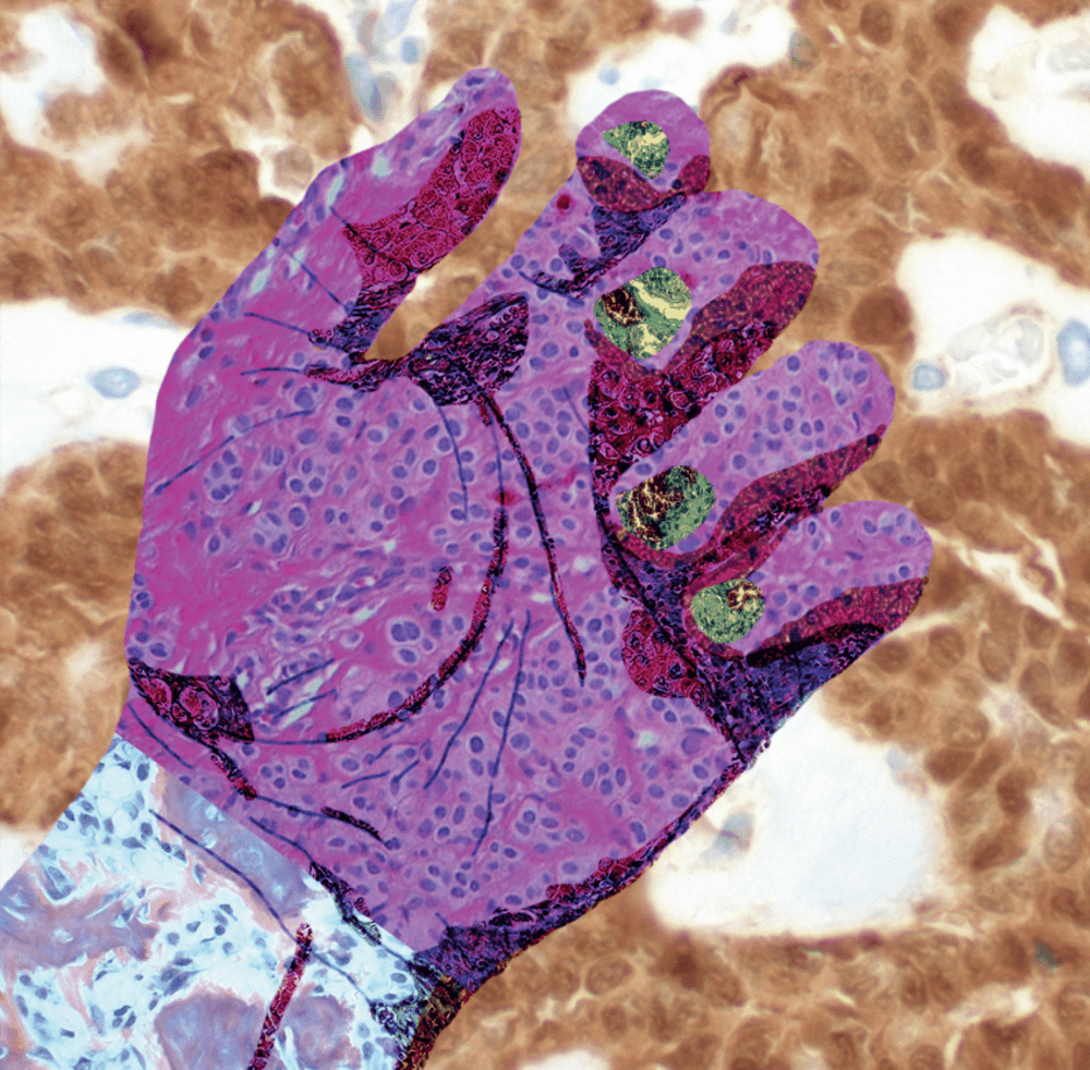 Histology Wallpapers - Top Free Histology Backgrounds - WallpaperAccess