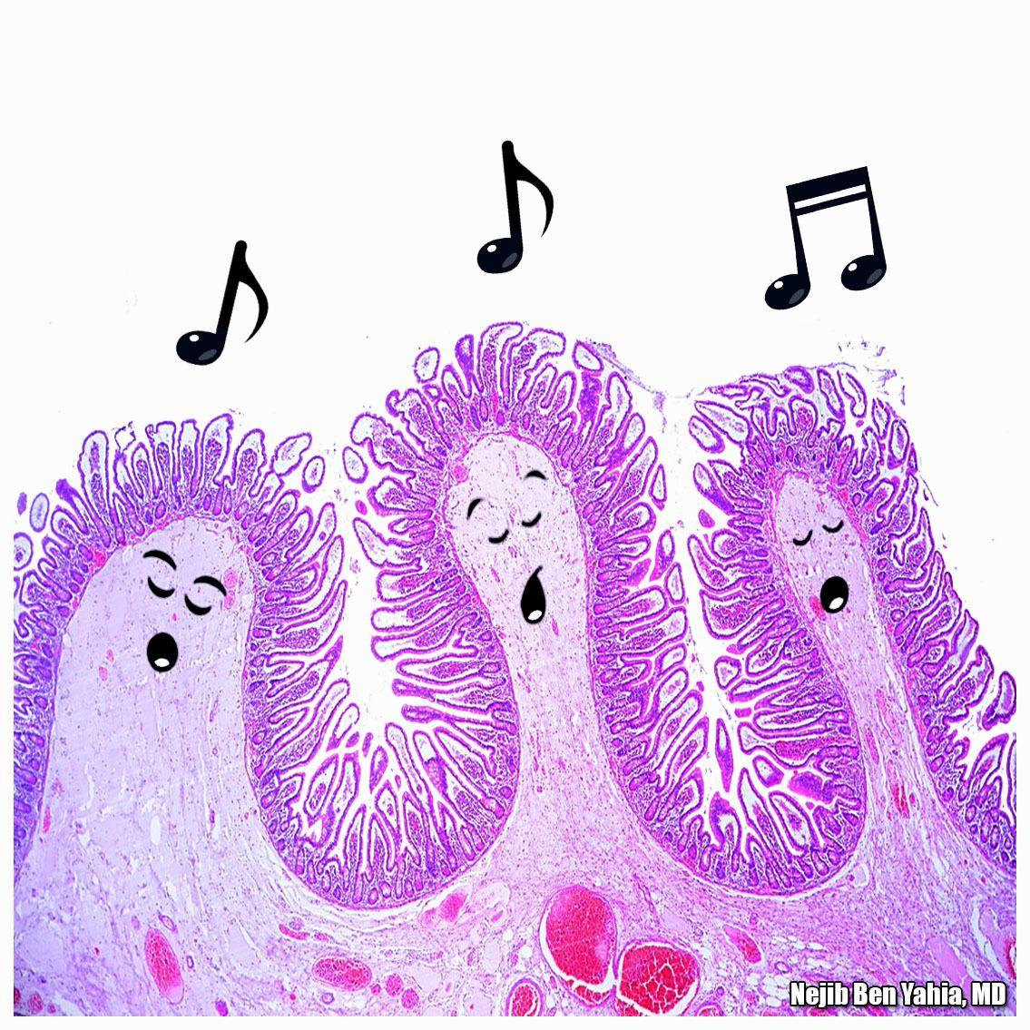 Histology Wallpapers - Top Free Histology Backgrounds - WallpaperAccess