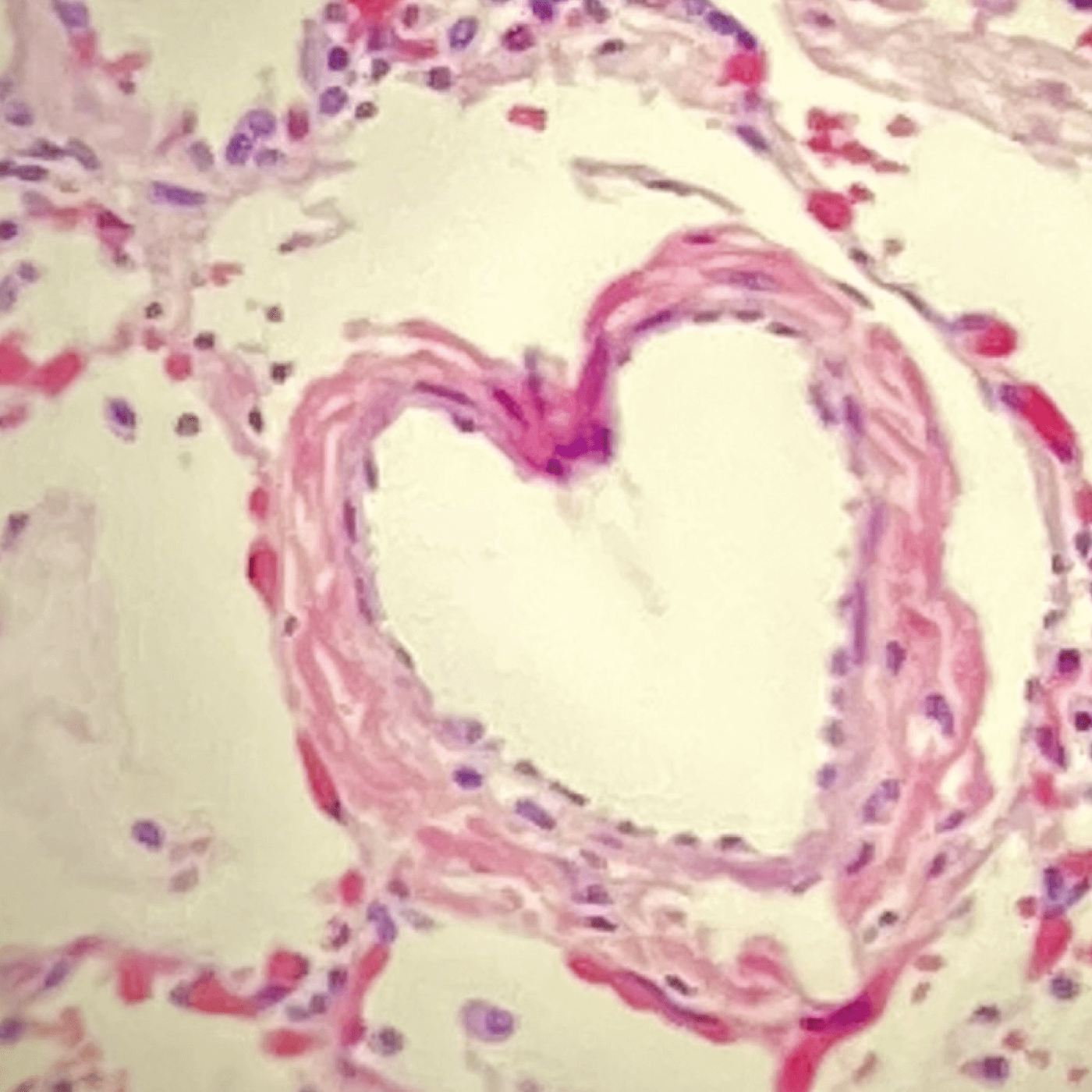 Histology Wallpapers - Top Free Histology Backgrounds - WallpaperAccess