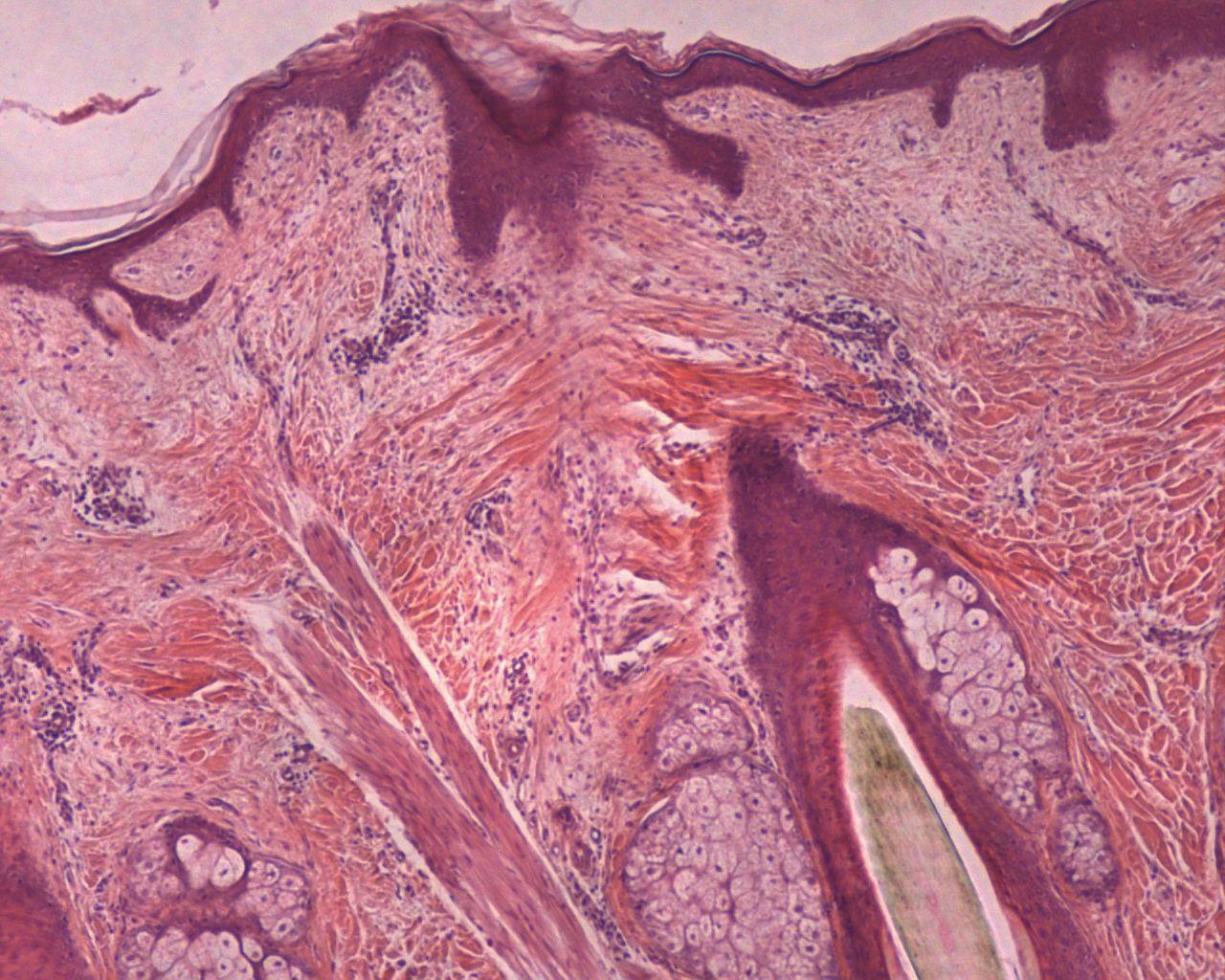 Histology Wallpapers - Top Free Histology Backgrounds - WallpaperAccess