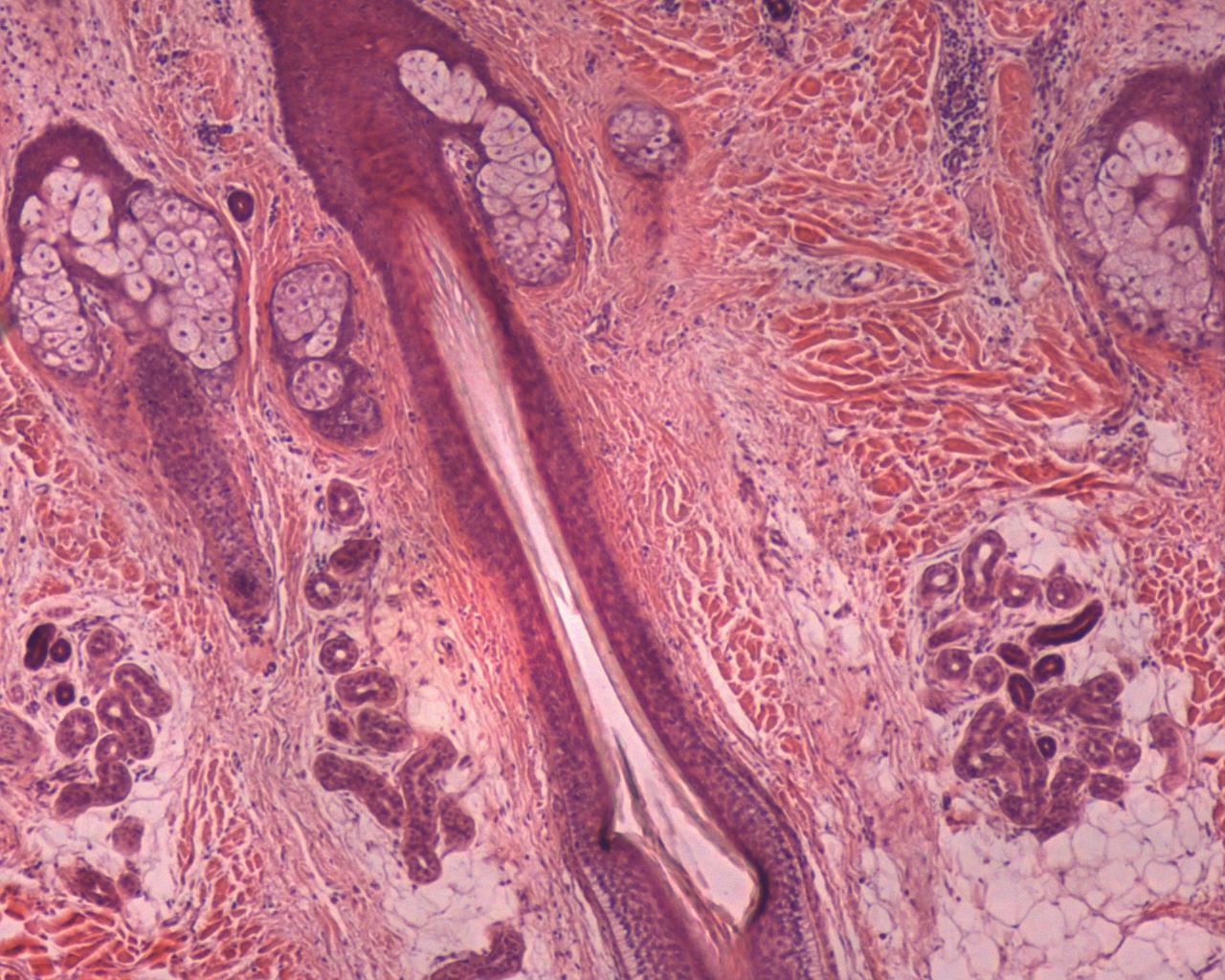 Histology Wallpapers - Top Free Histology Backgrounds - WallpaperAccess