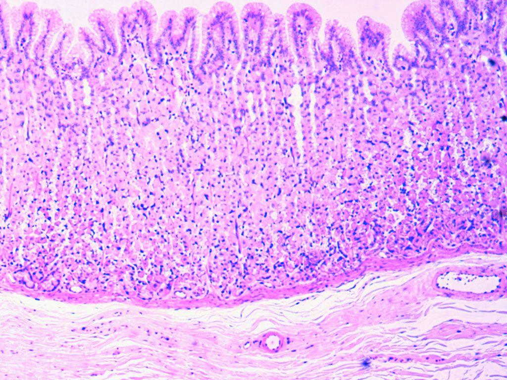 Histology Wallpapers - Top Free Histology Backgrounds - WallpaperAccess