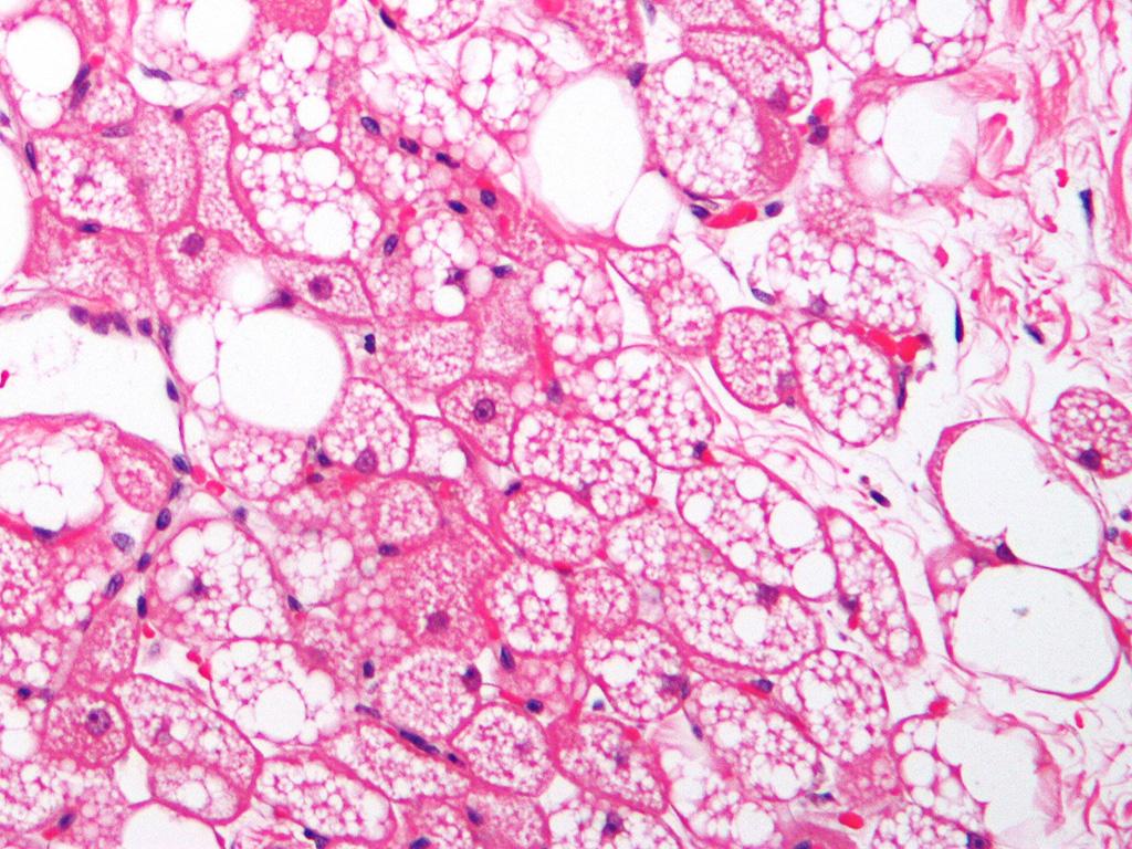 Histology Wallpapers - Top Free Histology Backgrounds - WallpaperAccess